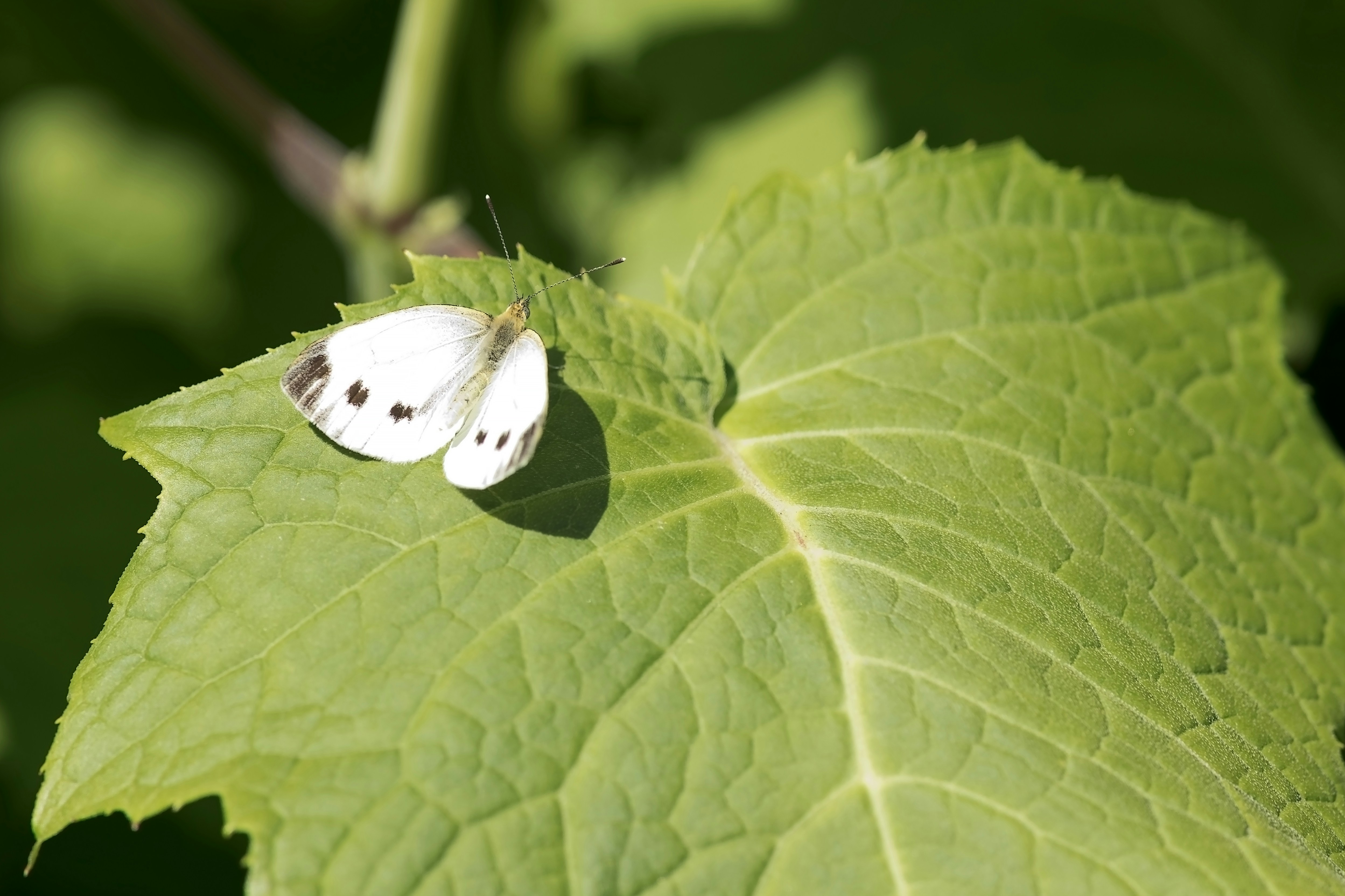 White Butterfly on Sunlit Leaf: Delicate Vein Portrait