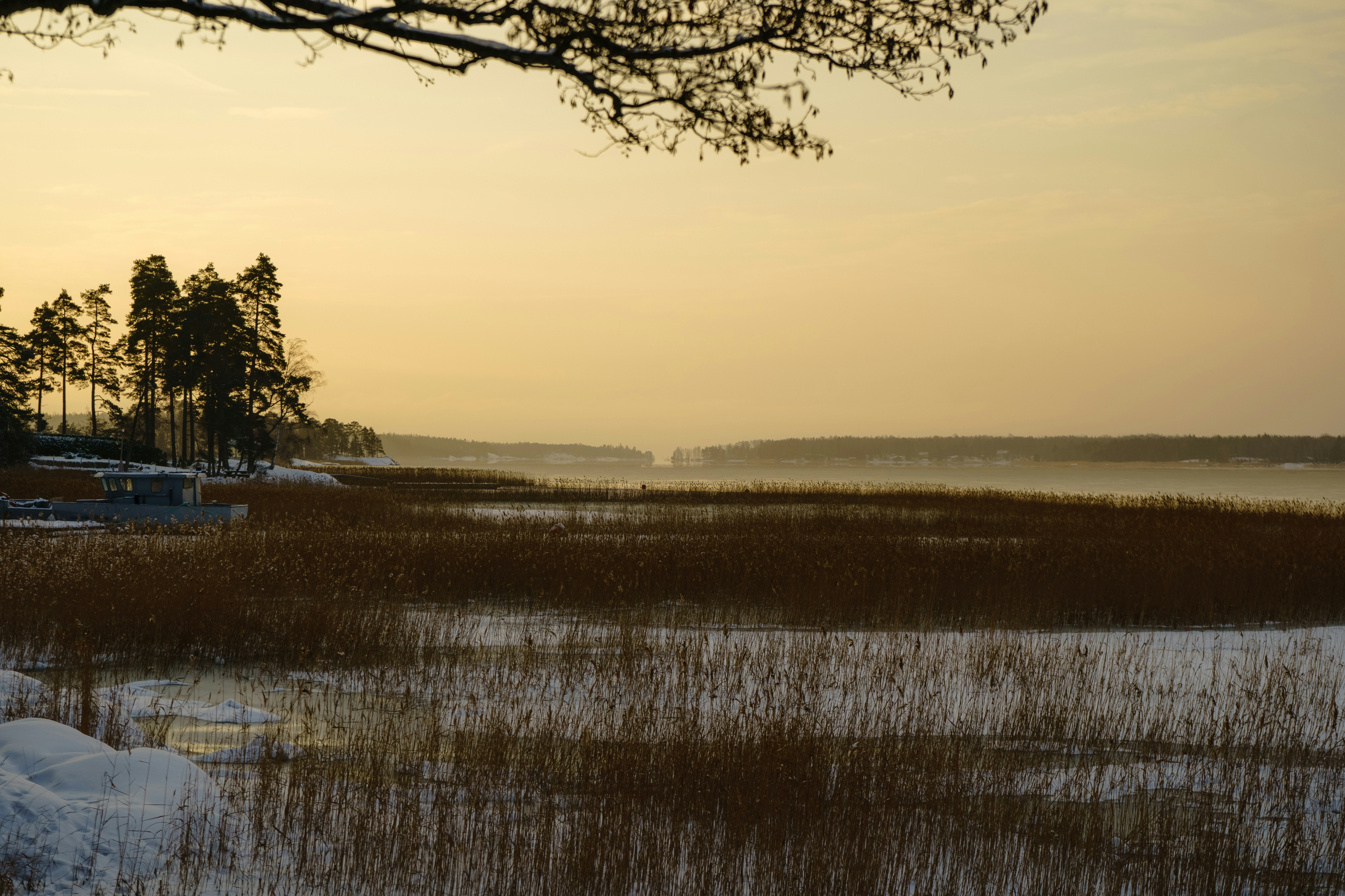 Snow-dusted reeds by a serene lake under a soft, golden sky.