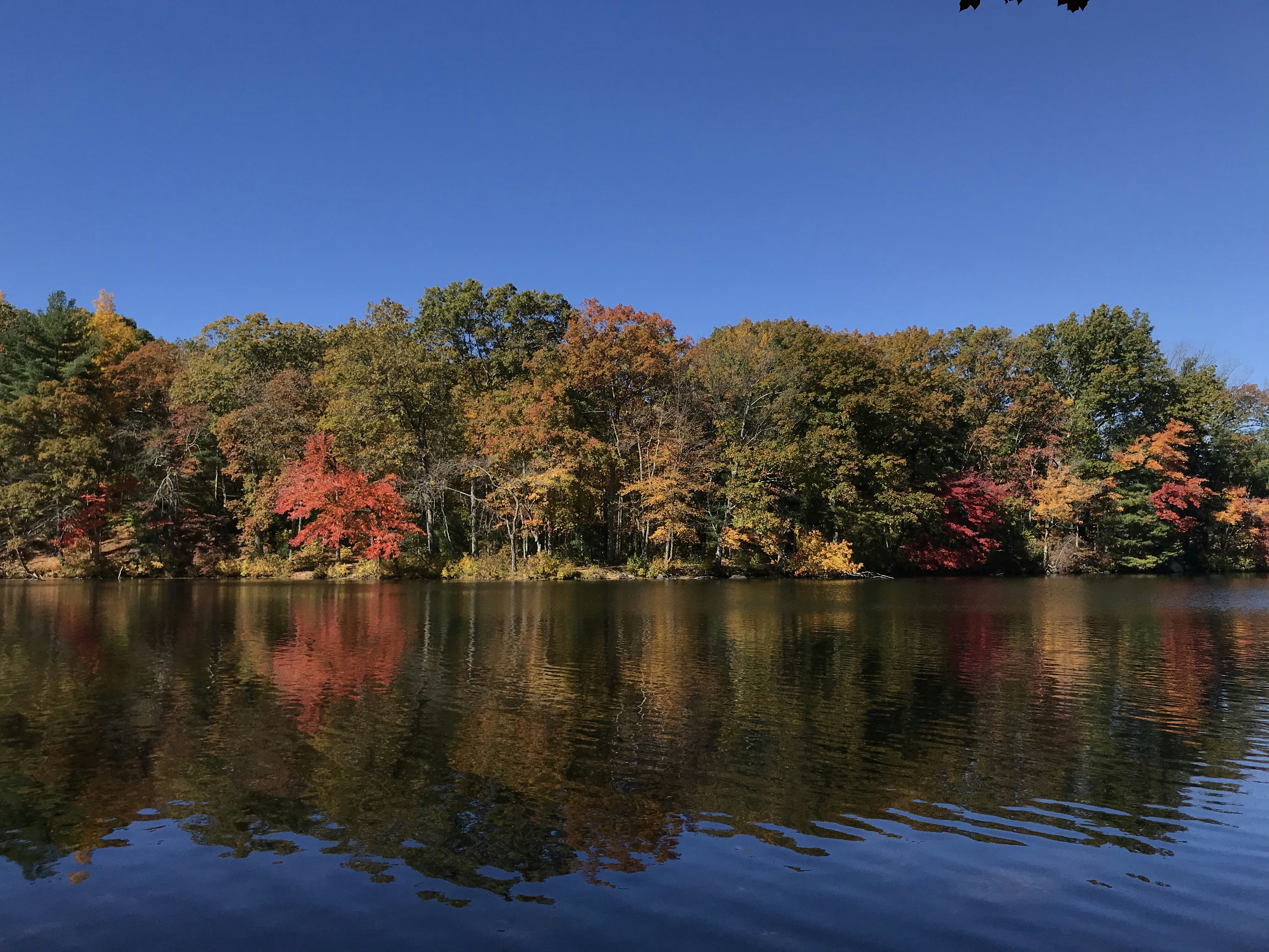 Red and green trees beside body of water during daytime photo – Free ...