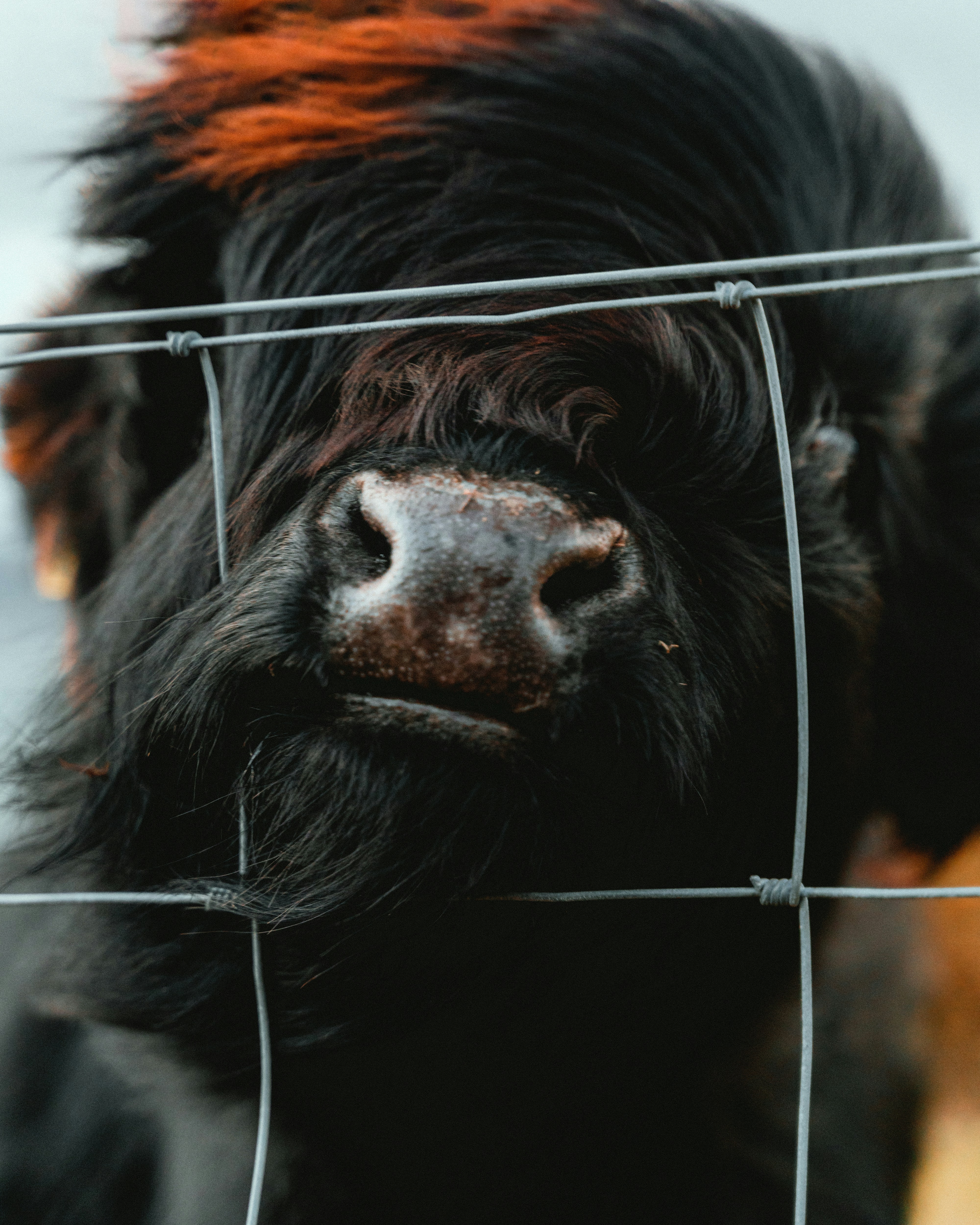Highland calf peering through a wire fence, showcasing a fluffy black snout and wispy hair.