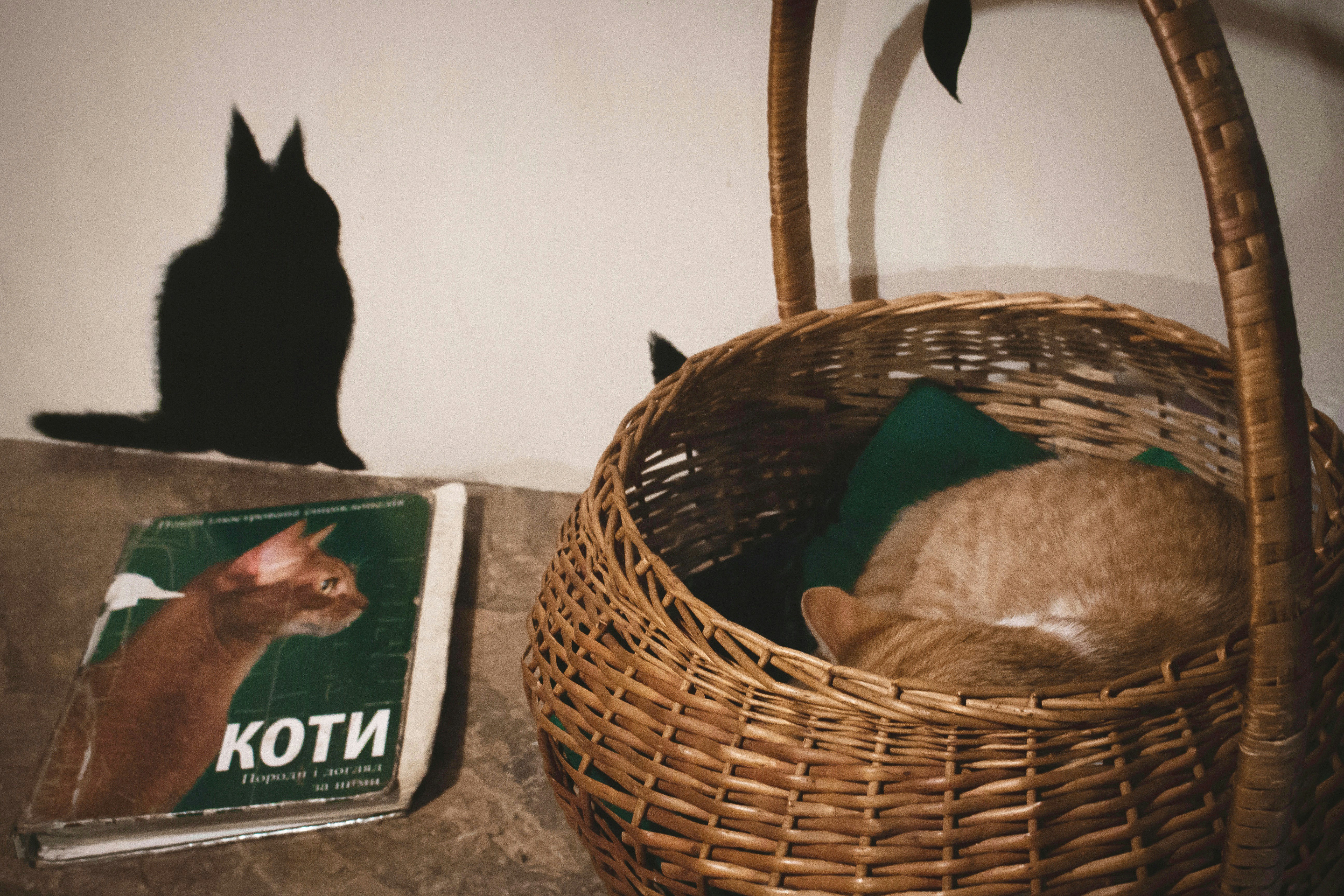 brown and white cat on brown woven basket