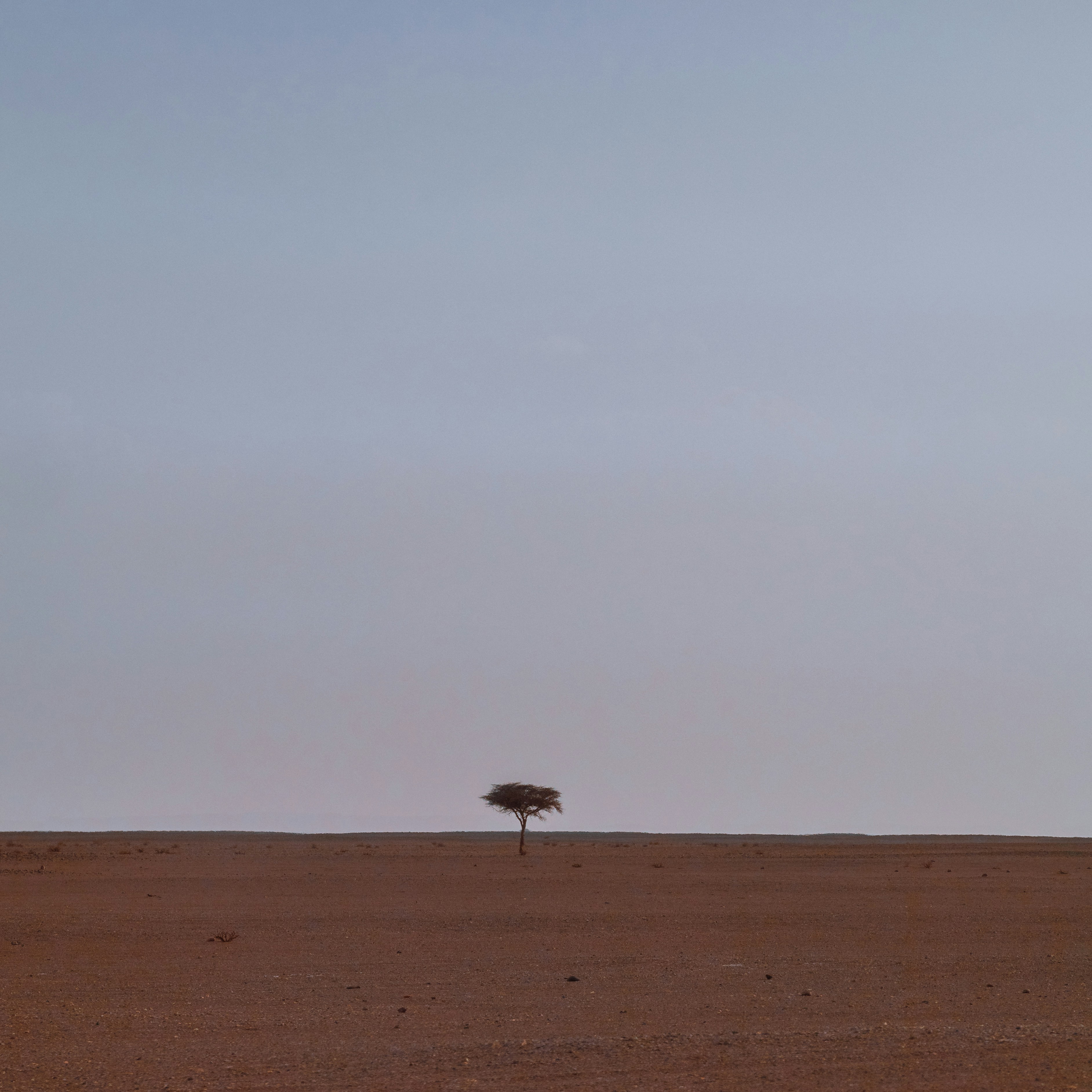The Wind-Worn Sentinel on a Desert Horizon