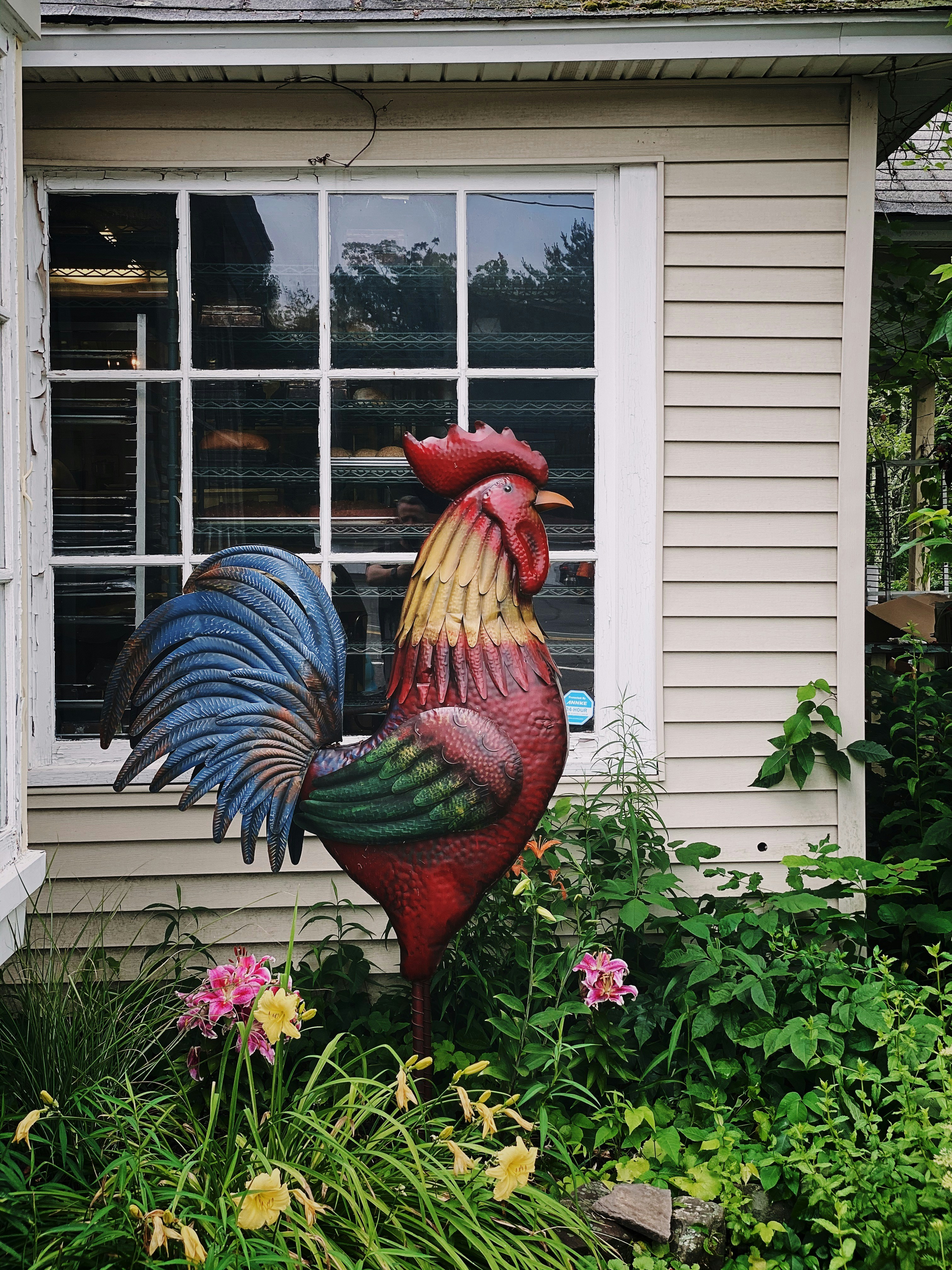 Red and blue rooster figurine photo – Free Chicken Image on Unsplash