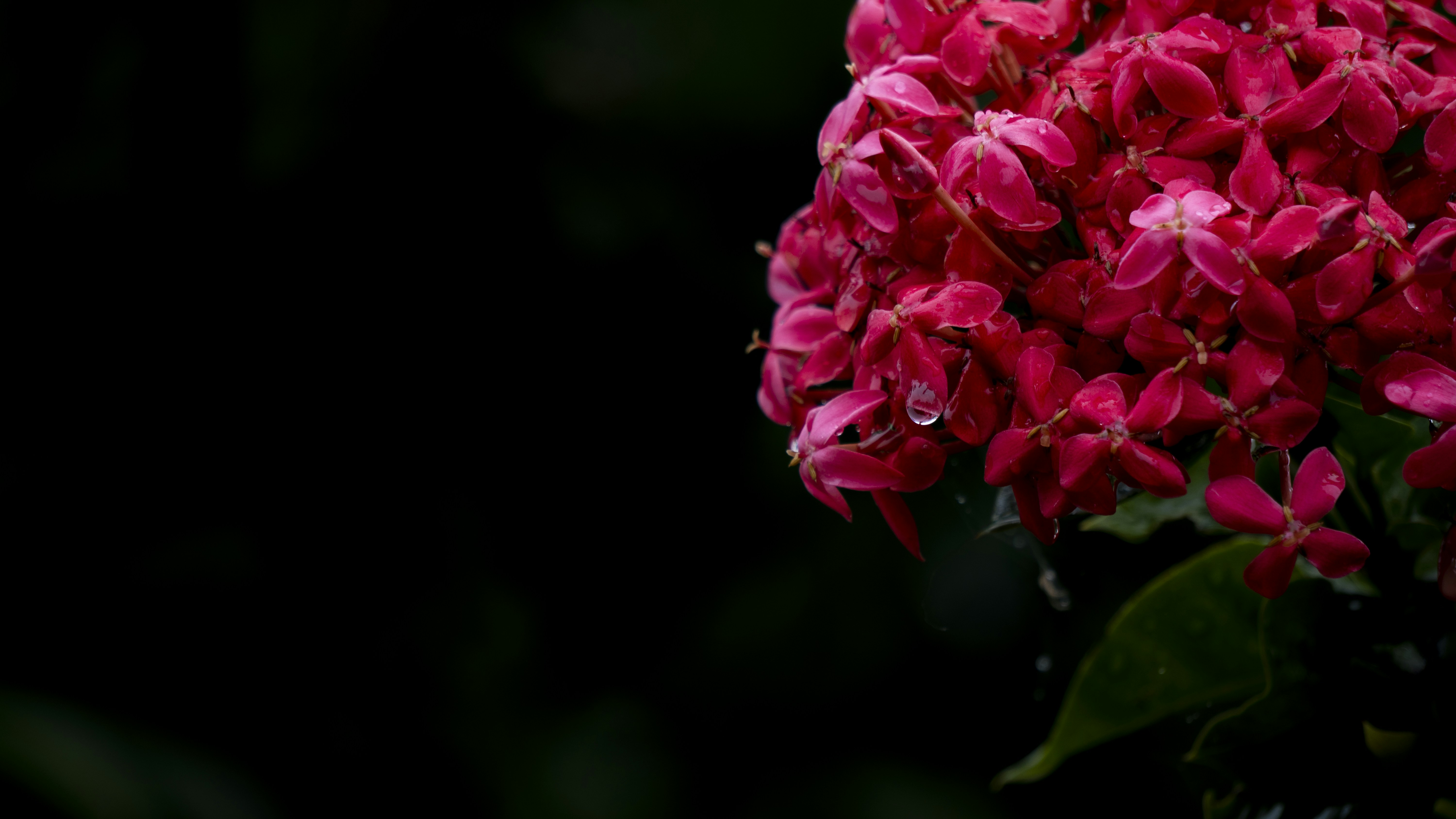Crimson Hydrangea Cluster in Velvet Shadow
