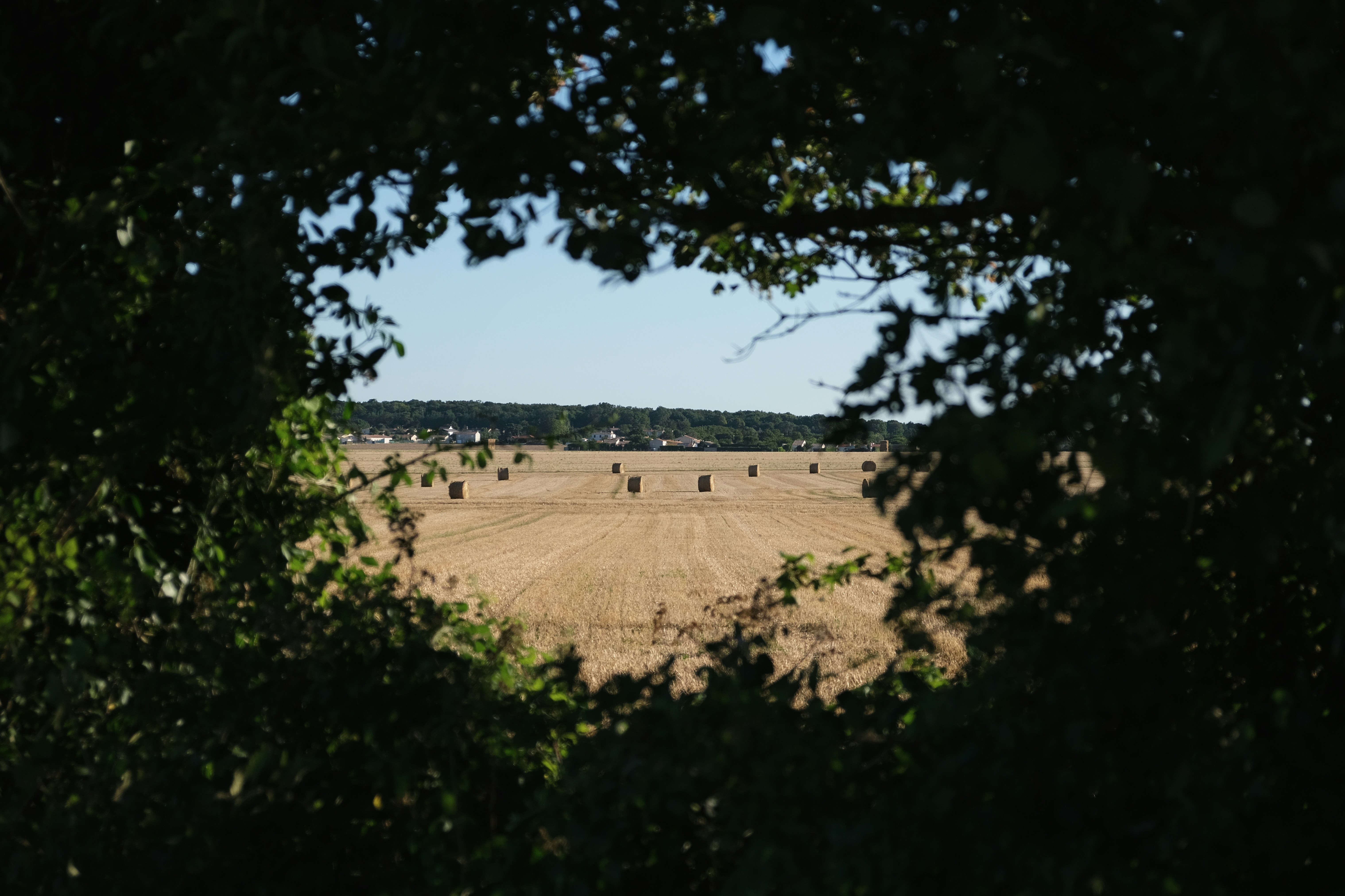 Golden hay bales dotting a sunlit field, framed by lush foliage, create a serene rural landscape. The scene captures the essence of harvest season.