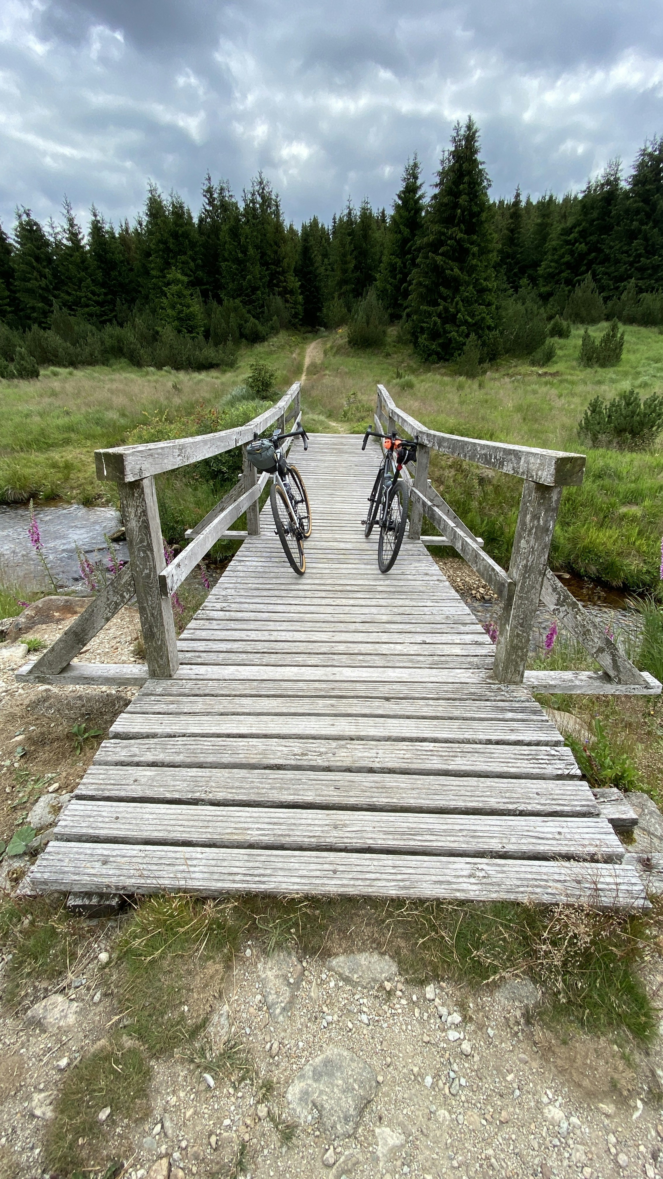 Bicycles Rest on a Weathered Wooden Bridge in a Pine Forest