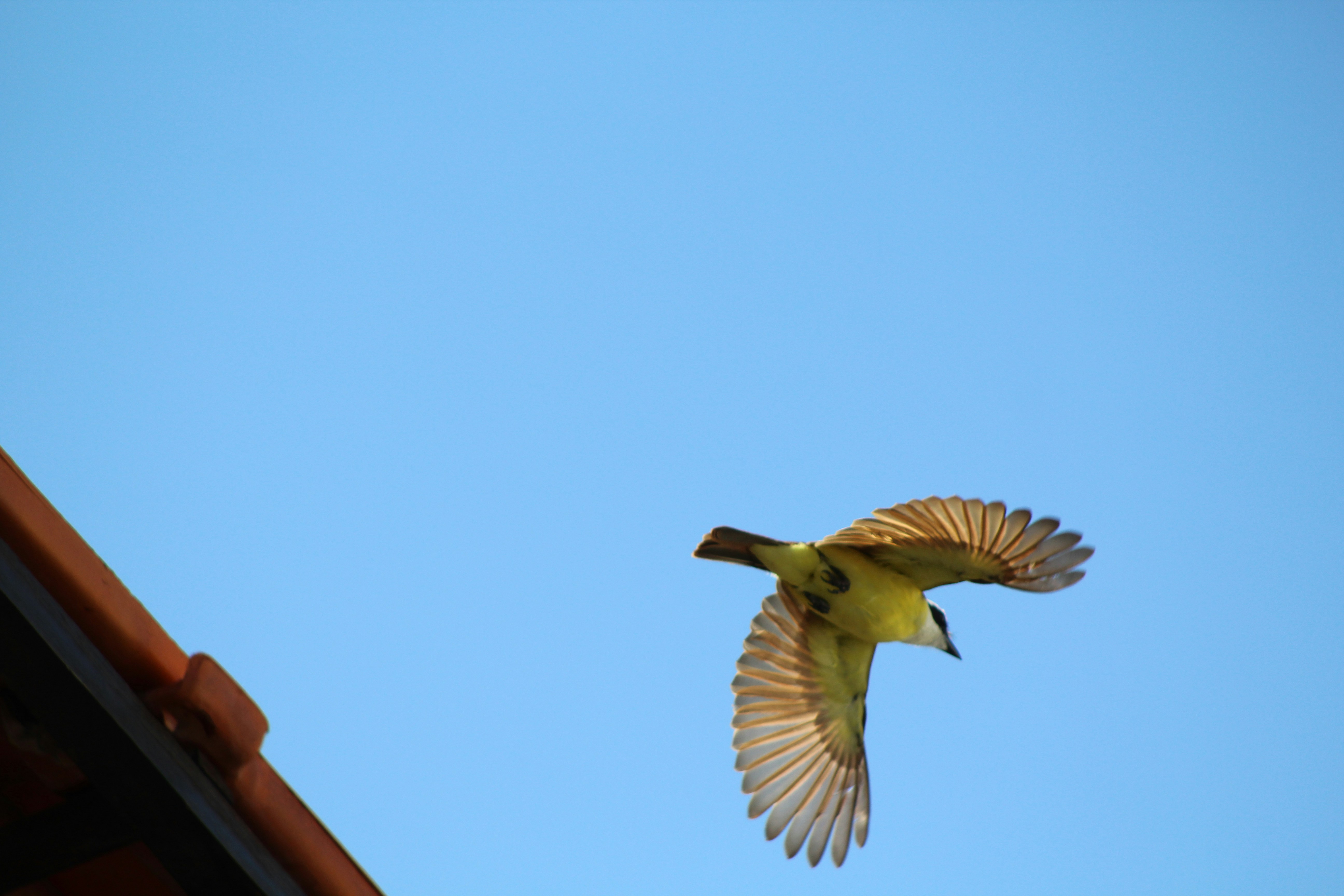 Bem-te-vi (Pitangus sulphuratus)