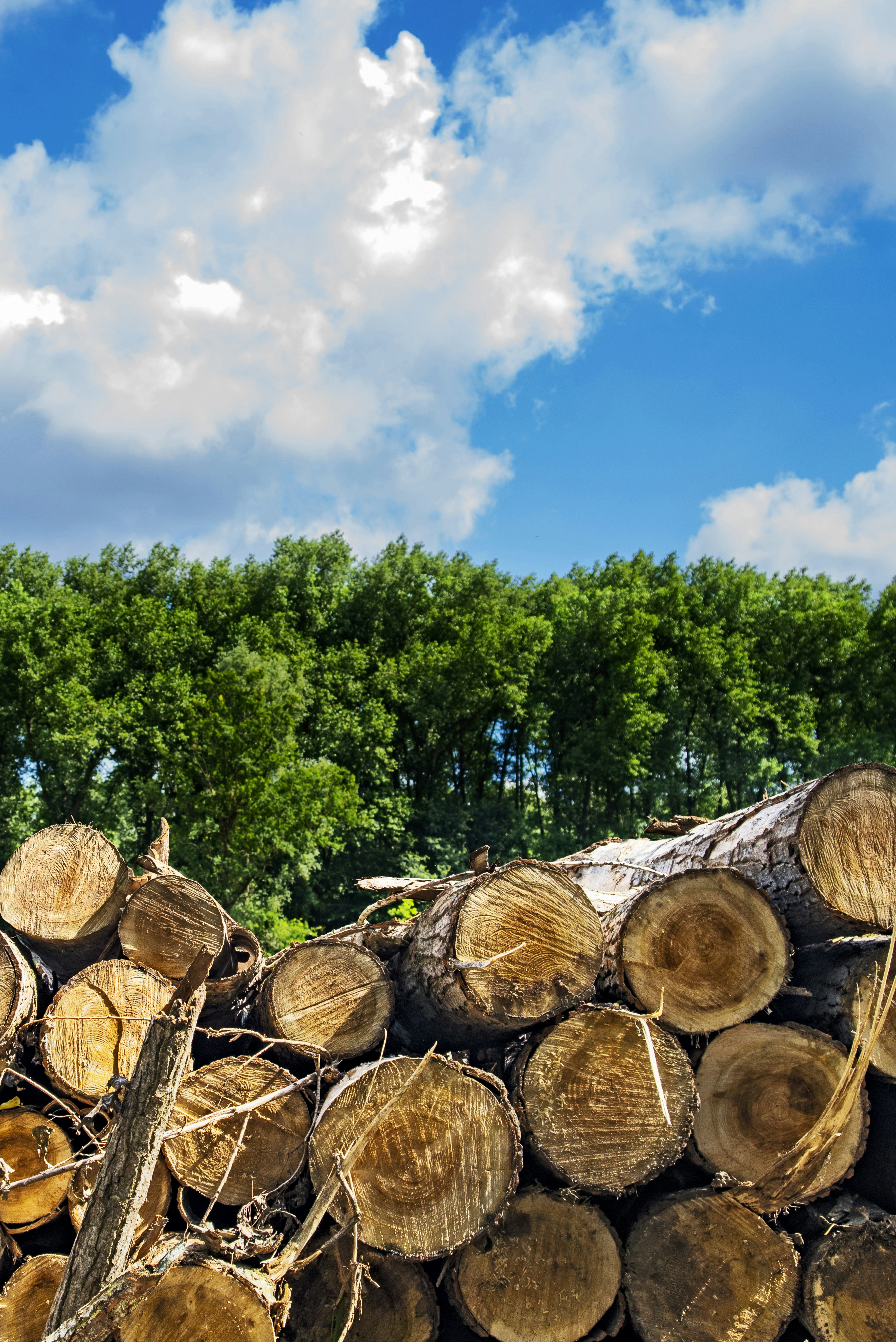 Brown wood logs near green trees under blue sky during daytime photo ...
