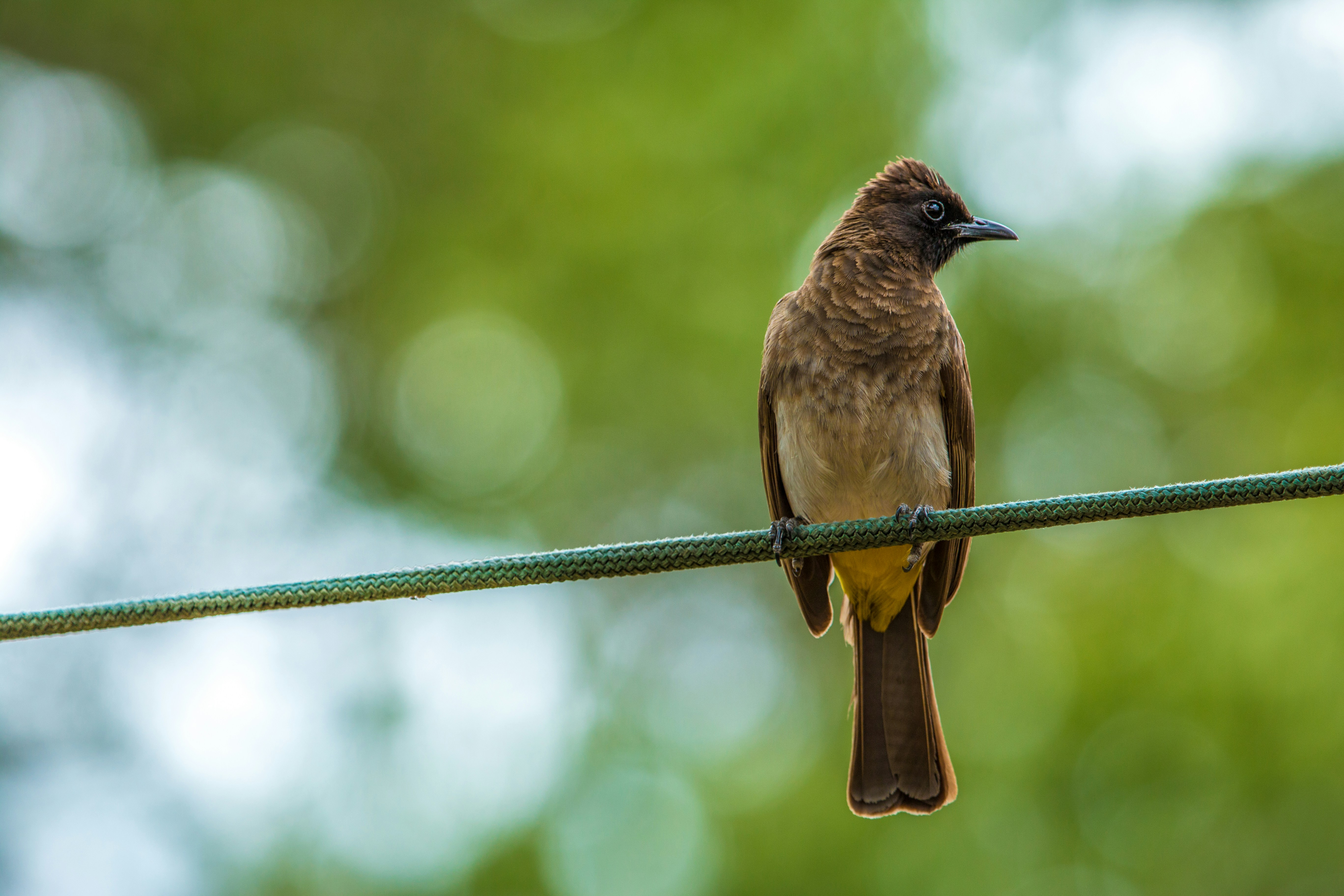 Wirebound Watcher: brown bird with a yellow belly perches on a sunlit wire