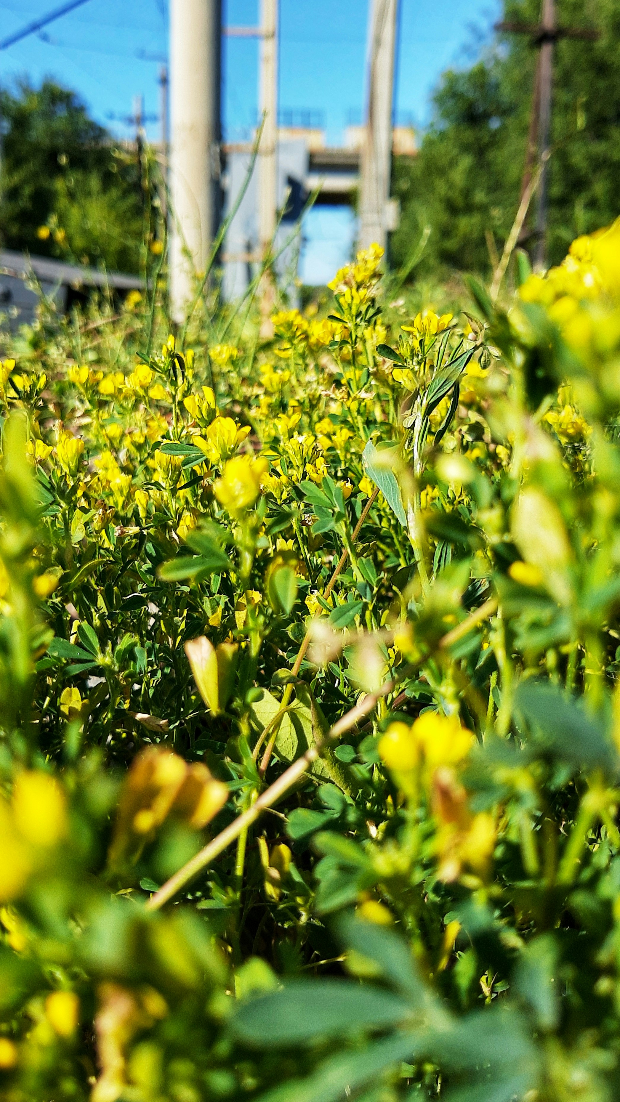 Field of Gold: Yellow Blooms Reach for the Sky with an Urban Ridge in the Distance