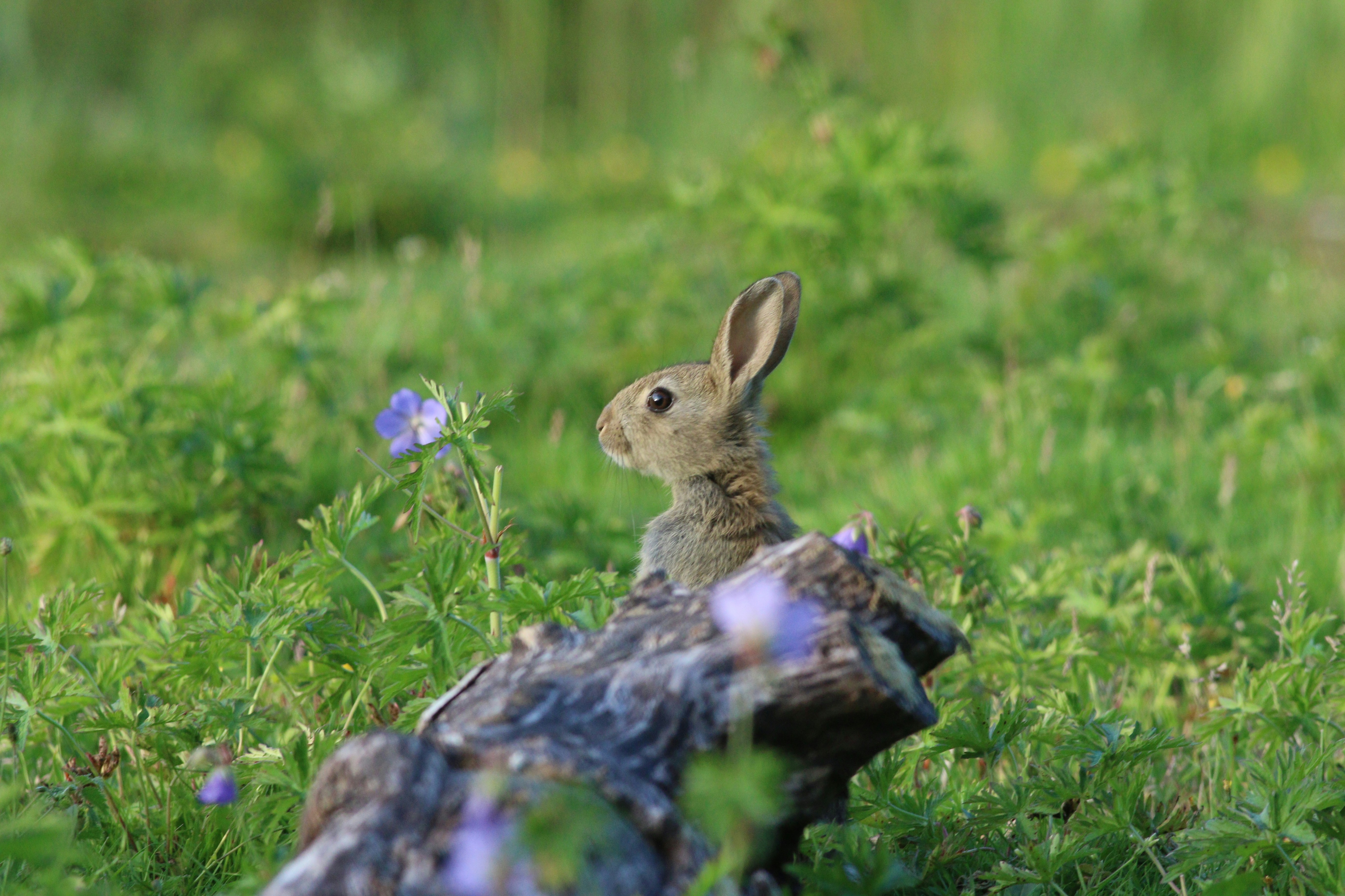 Brown rabbit on green grass during daytime photo – Free Cardiff Image ...