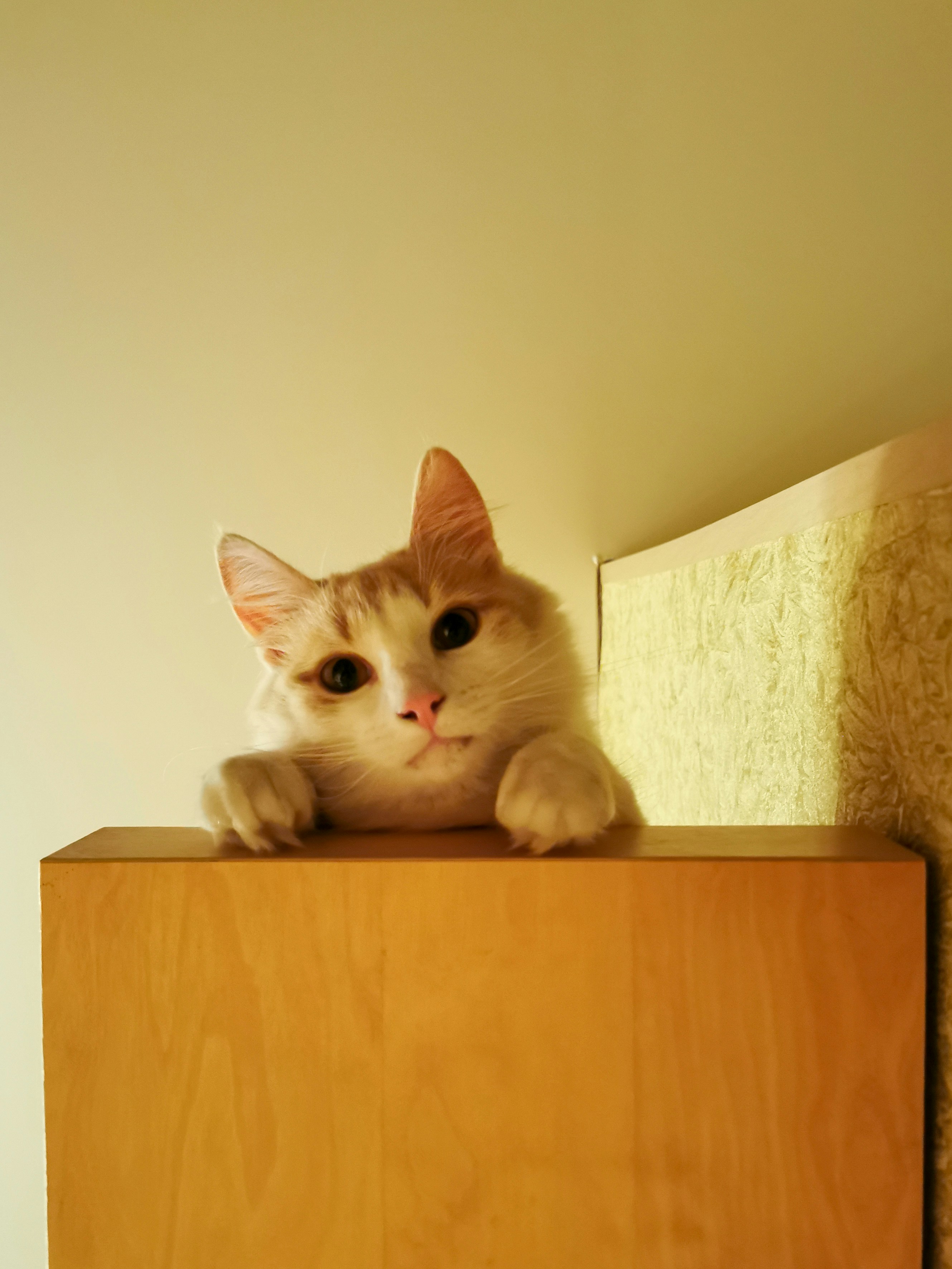 Peekable Paws: A Cat's Quiet Vigil Over a Wooden Cabinet