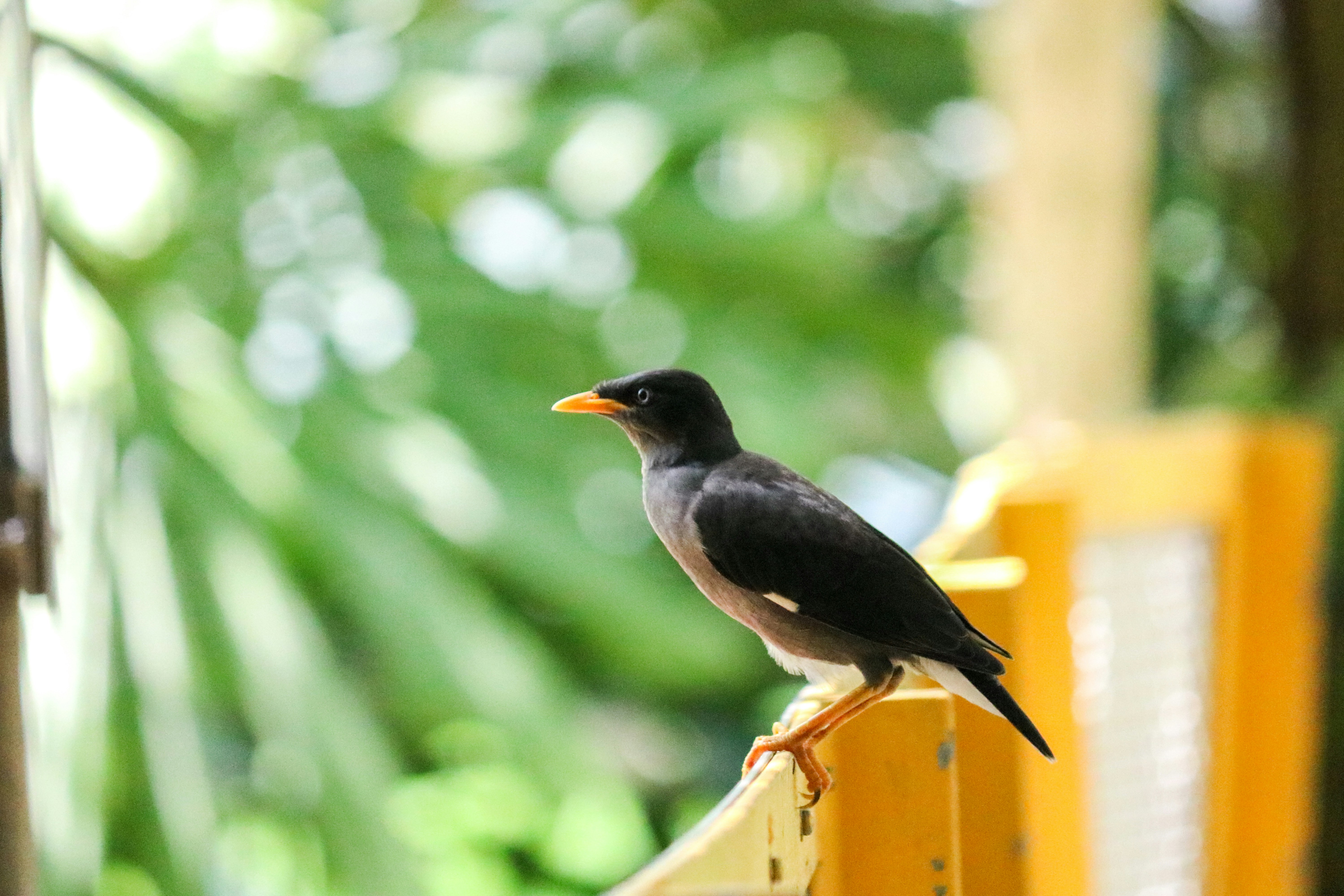 black and white bird on brown wooden fence during daytime