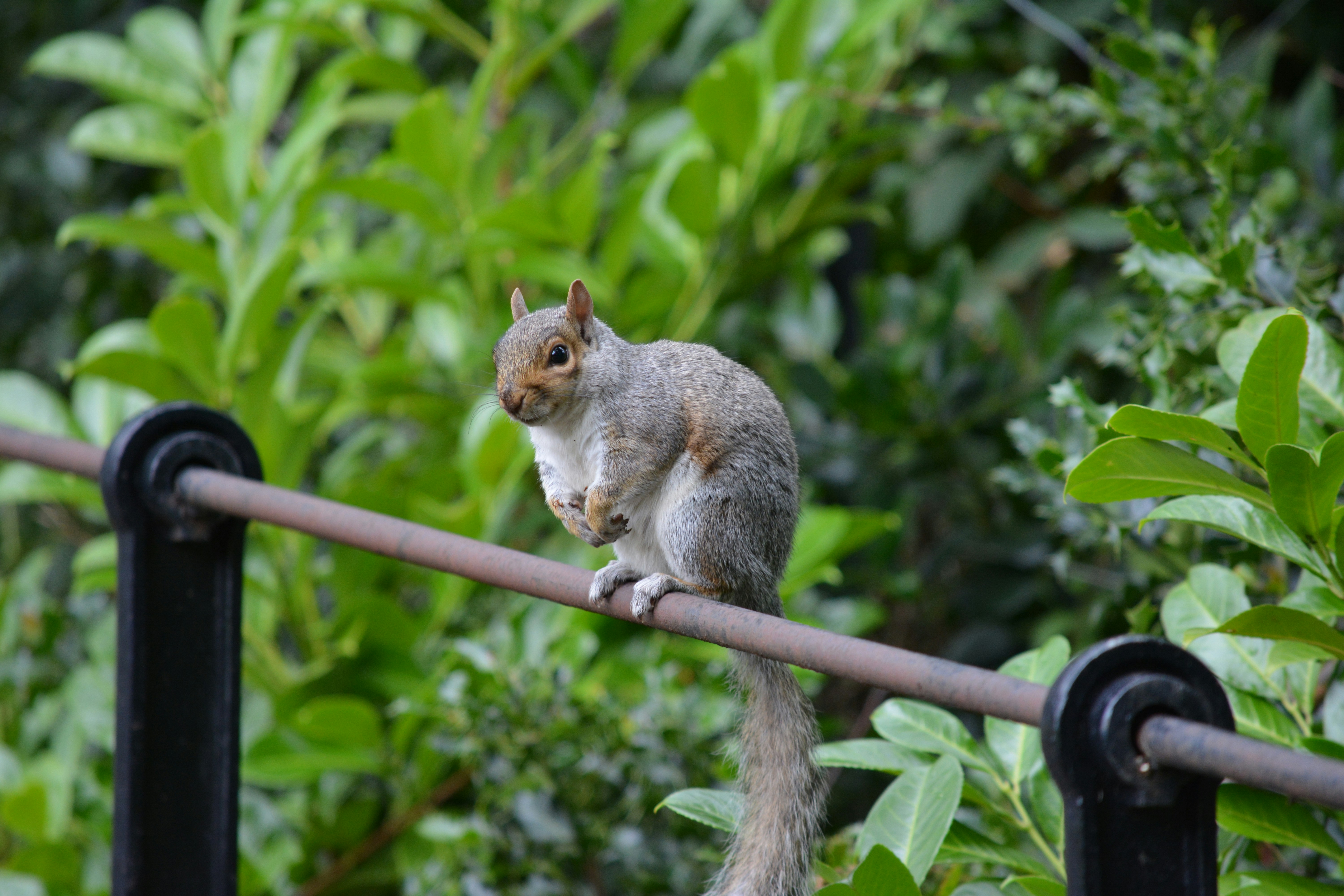 Railside Pause: A curious gray squirrel on a garden railing