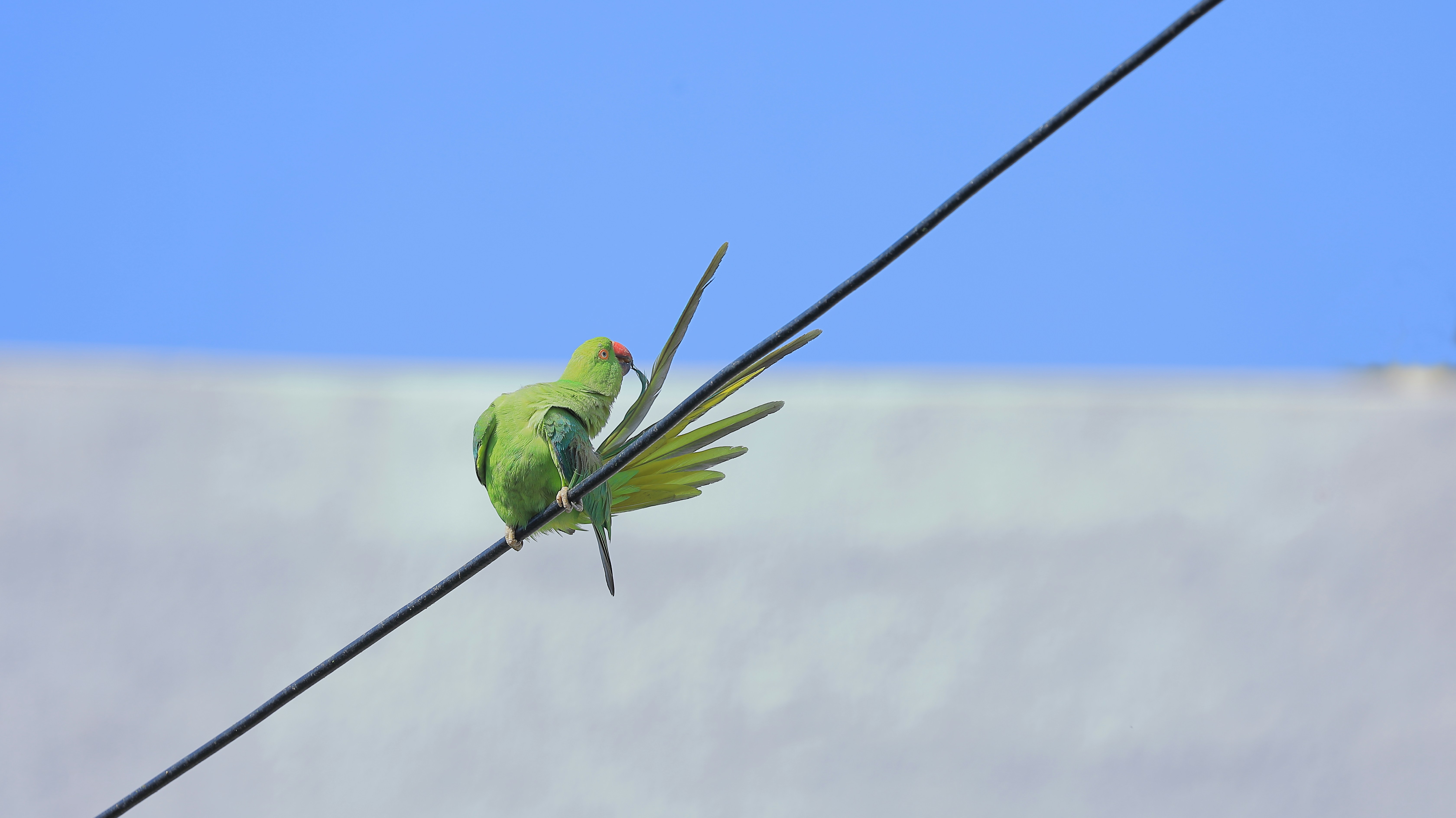 Green parakeet balancing on a power line against a clear blue sky.