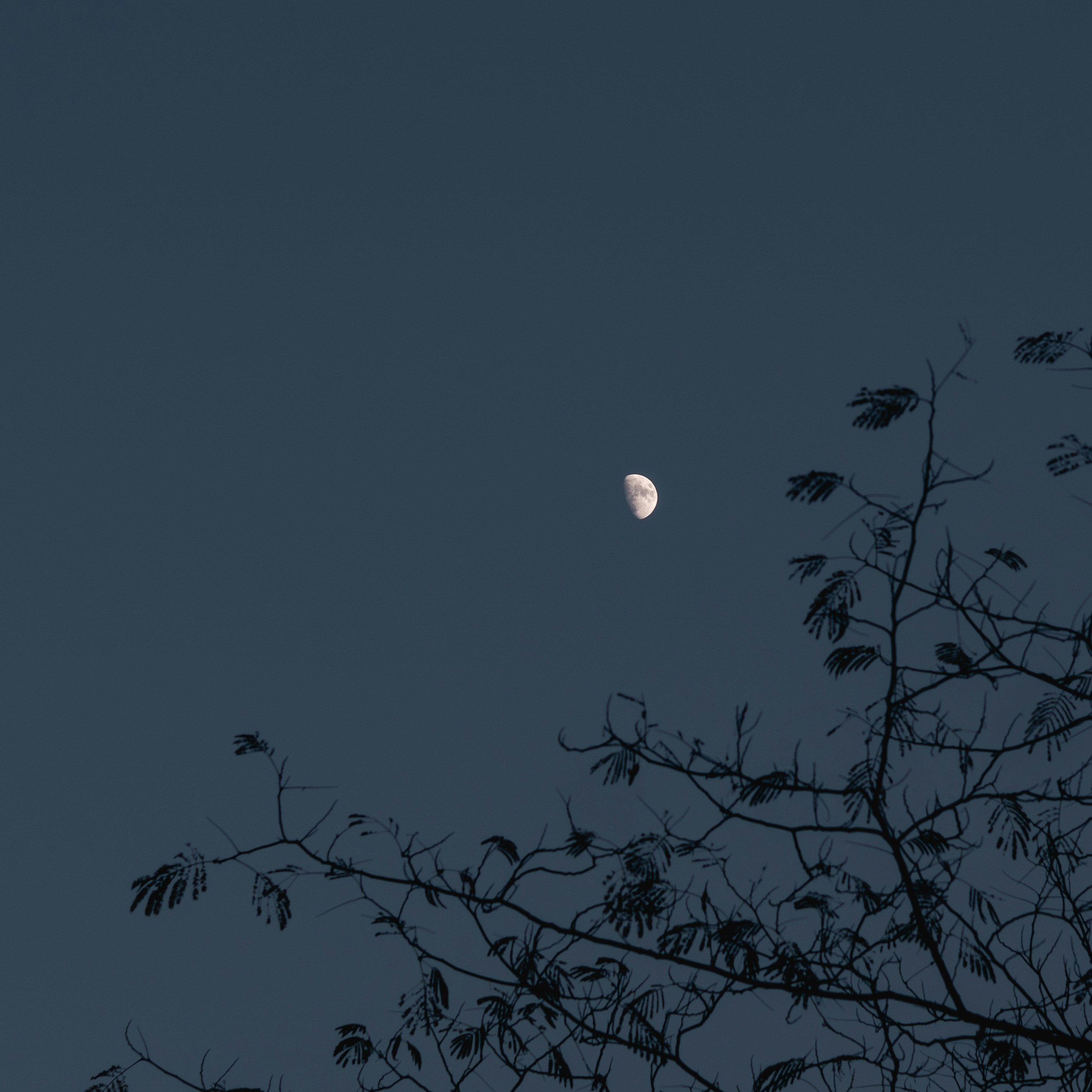 Crescent Moon Between Silhouetted Branches