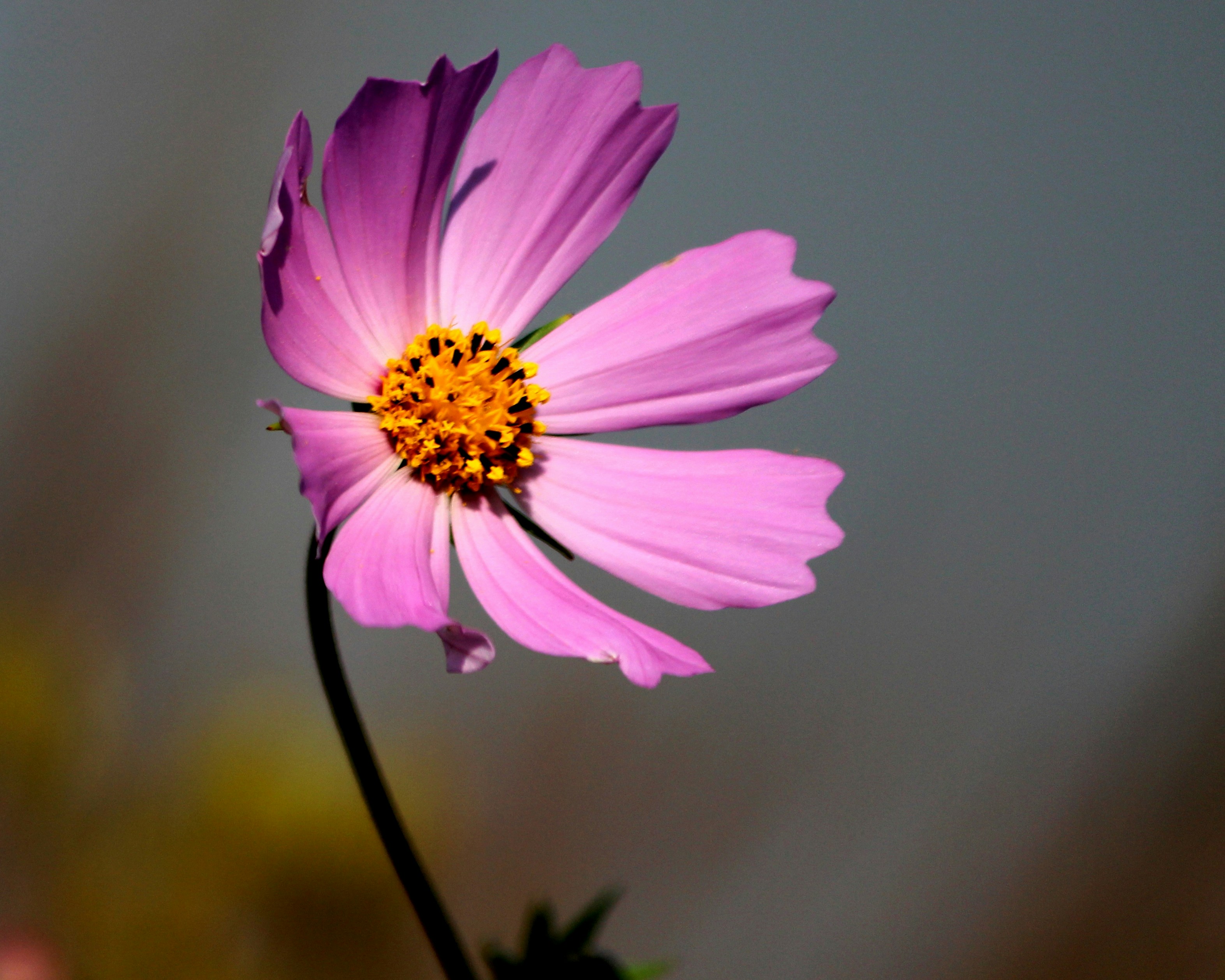 Purple flower in tilt shift lens photo – Free Flower Image on Unsplash