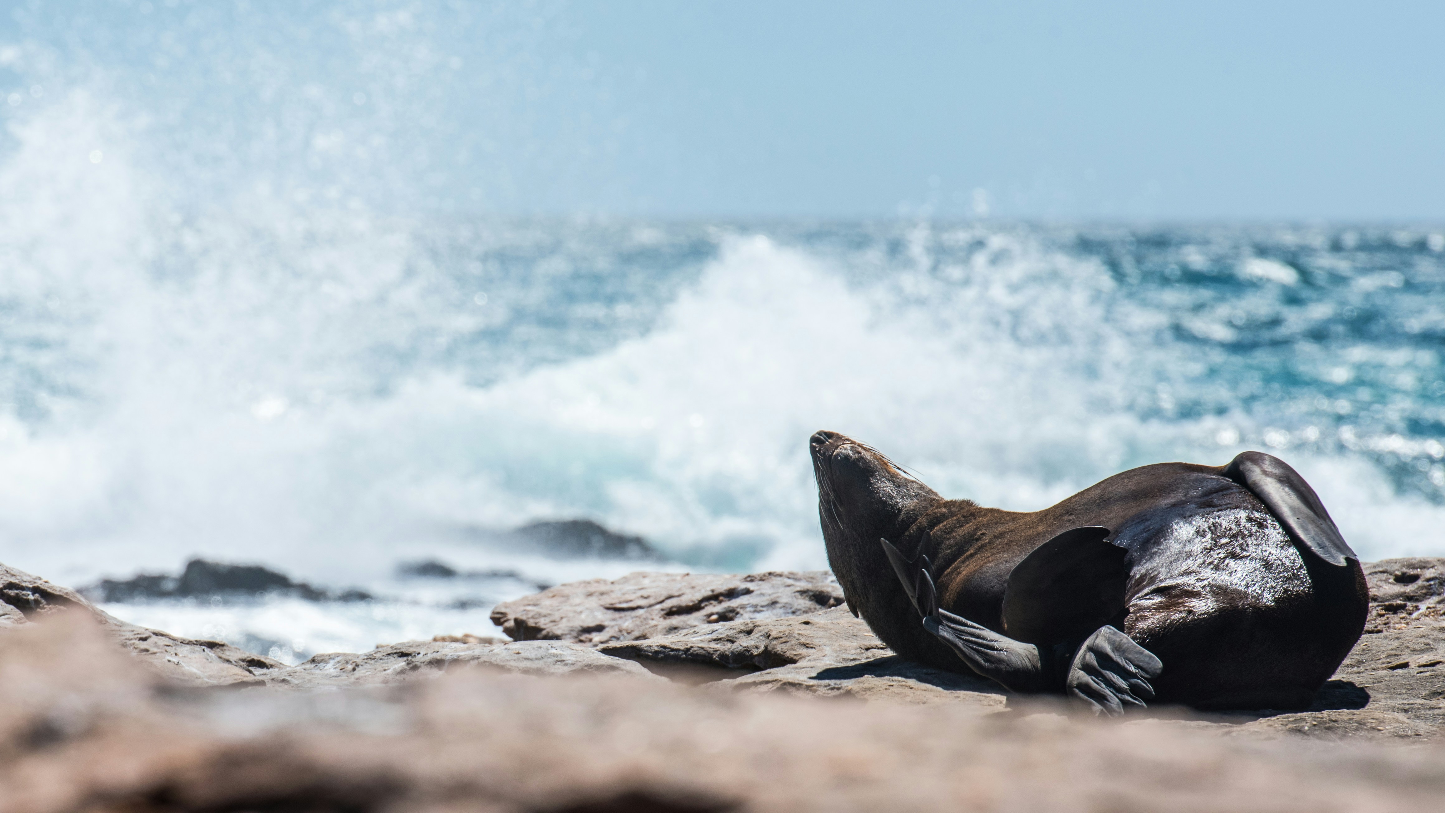Sea-foam Quiet: Harbor Seal at Rest on Sunlit Rocks with Breakers Behind