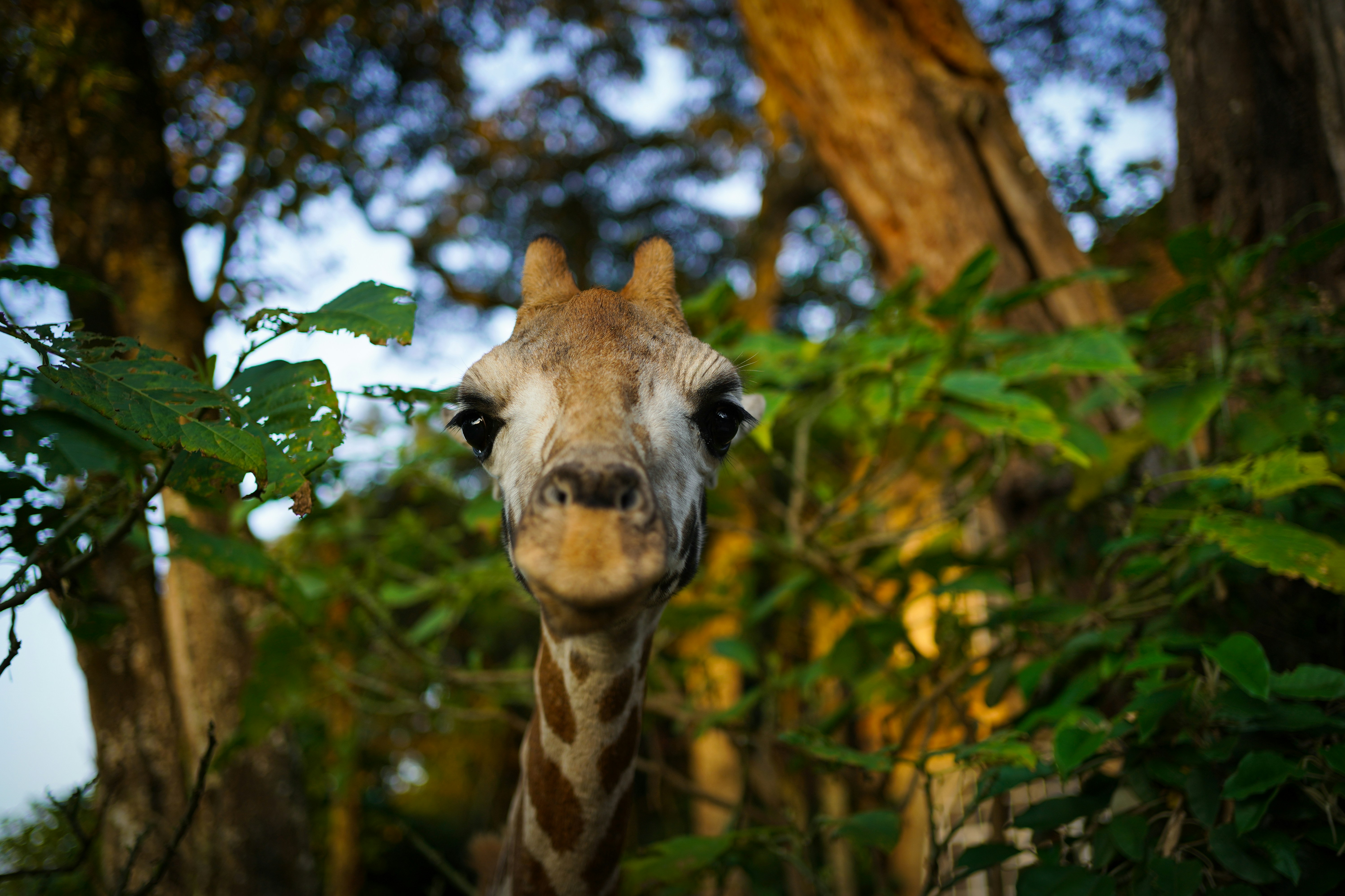 Curious Giraffe Gaze in a Lush Forest Corridor