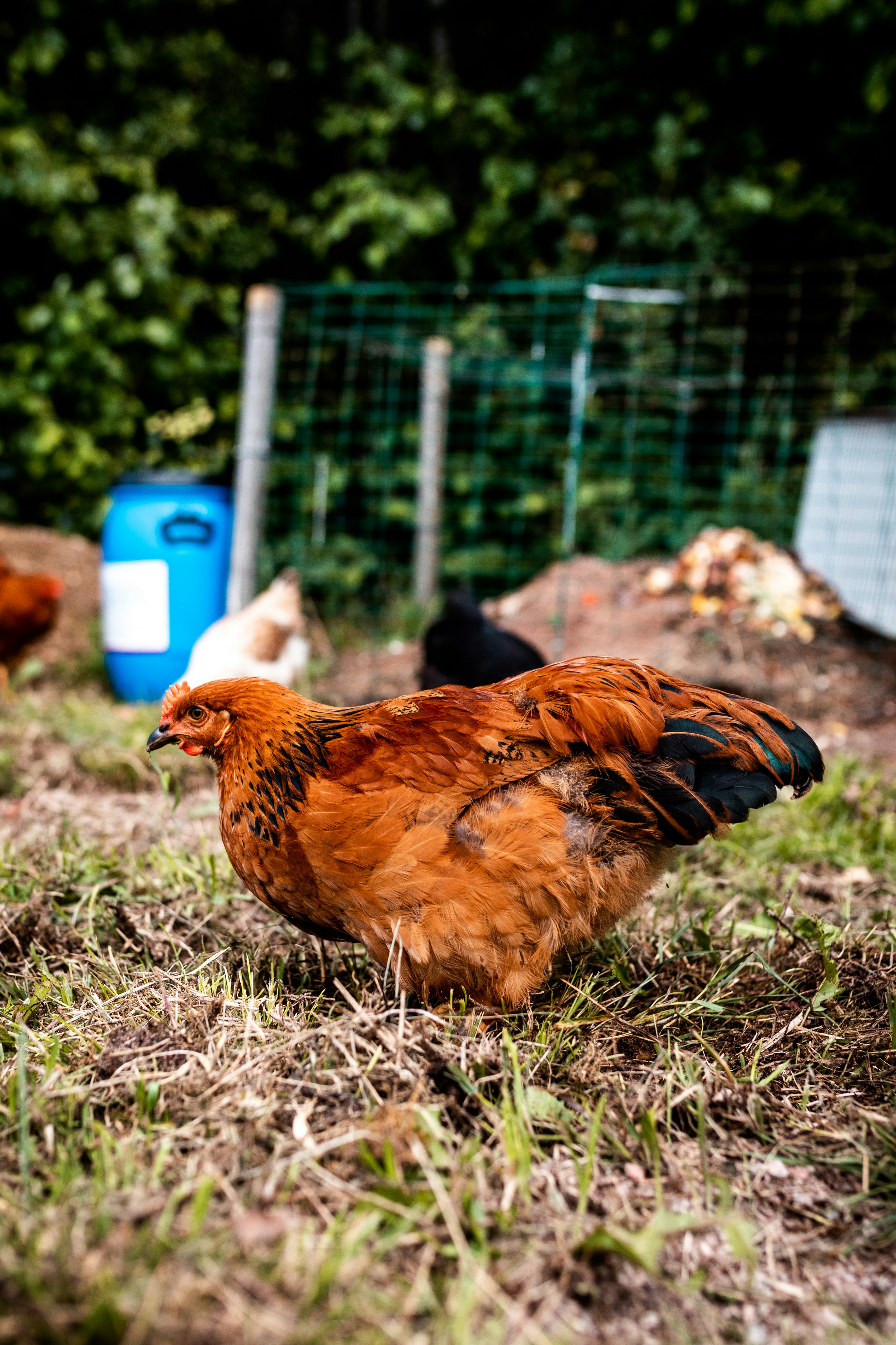 Hen Pic Pictures | Download Free Images on Unsplash