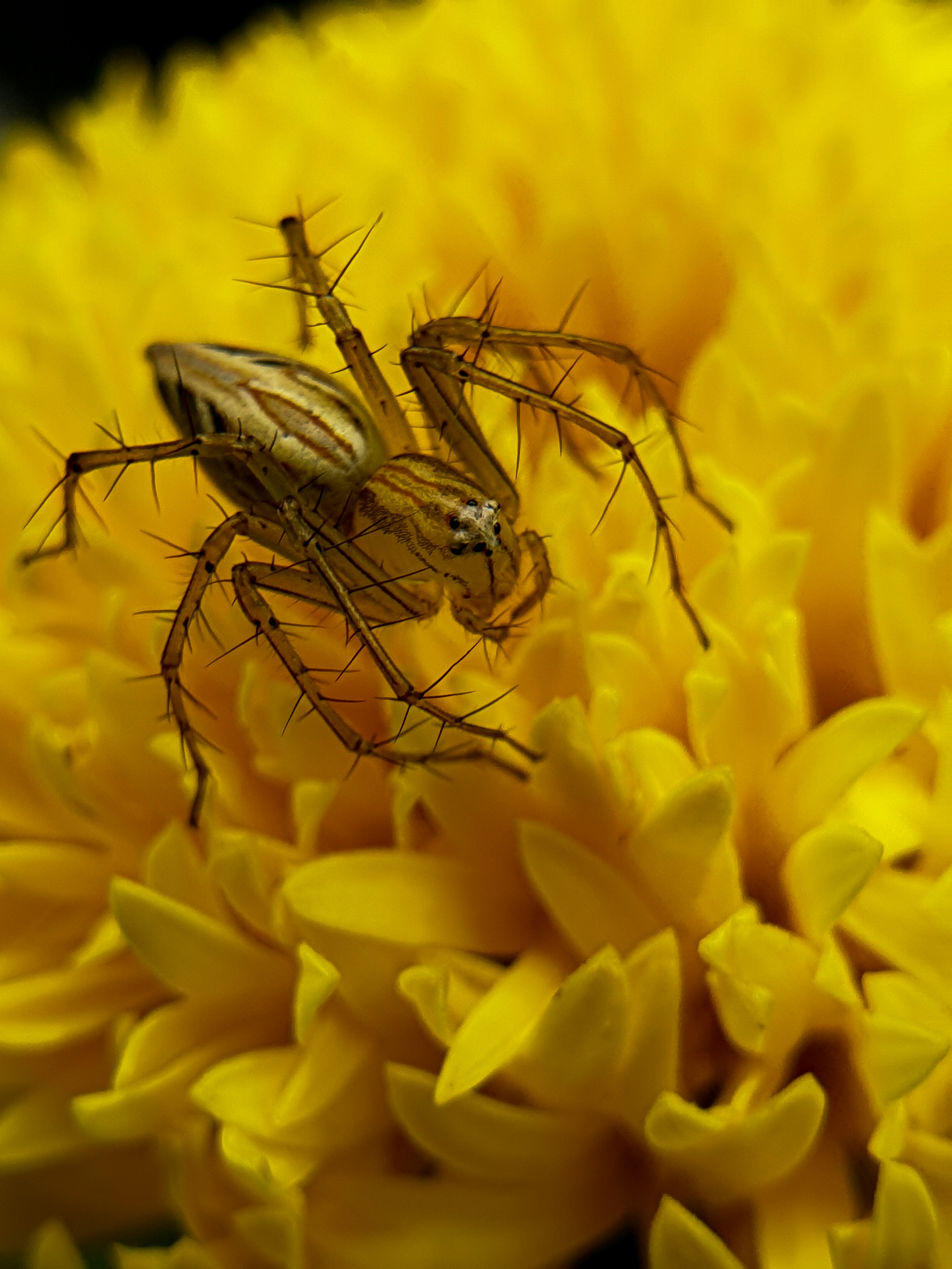 brown and black insect on yellow flower