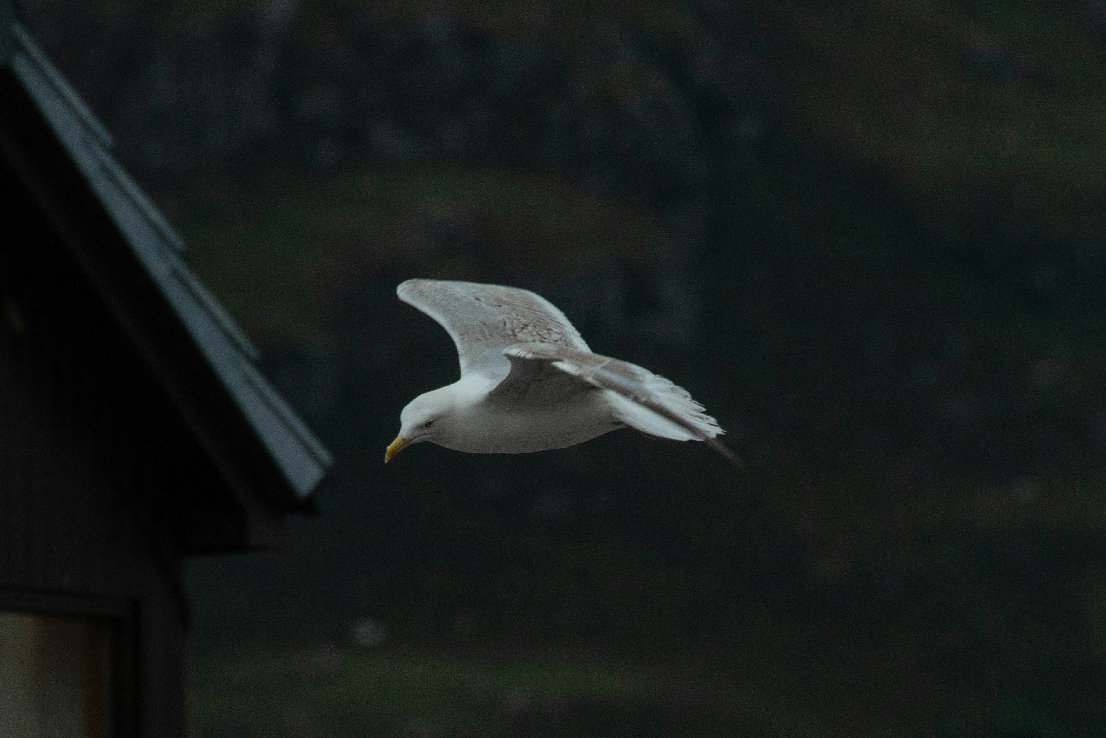 white and gray bird on black surface