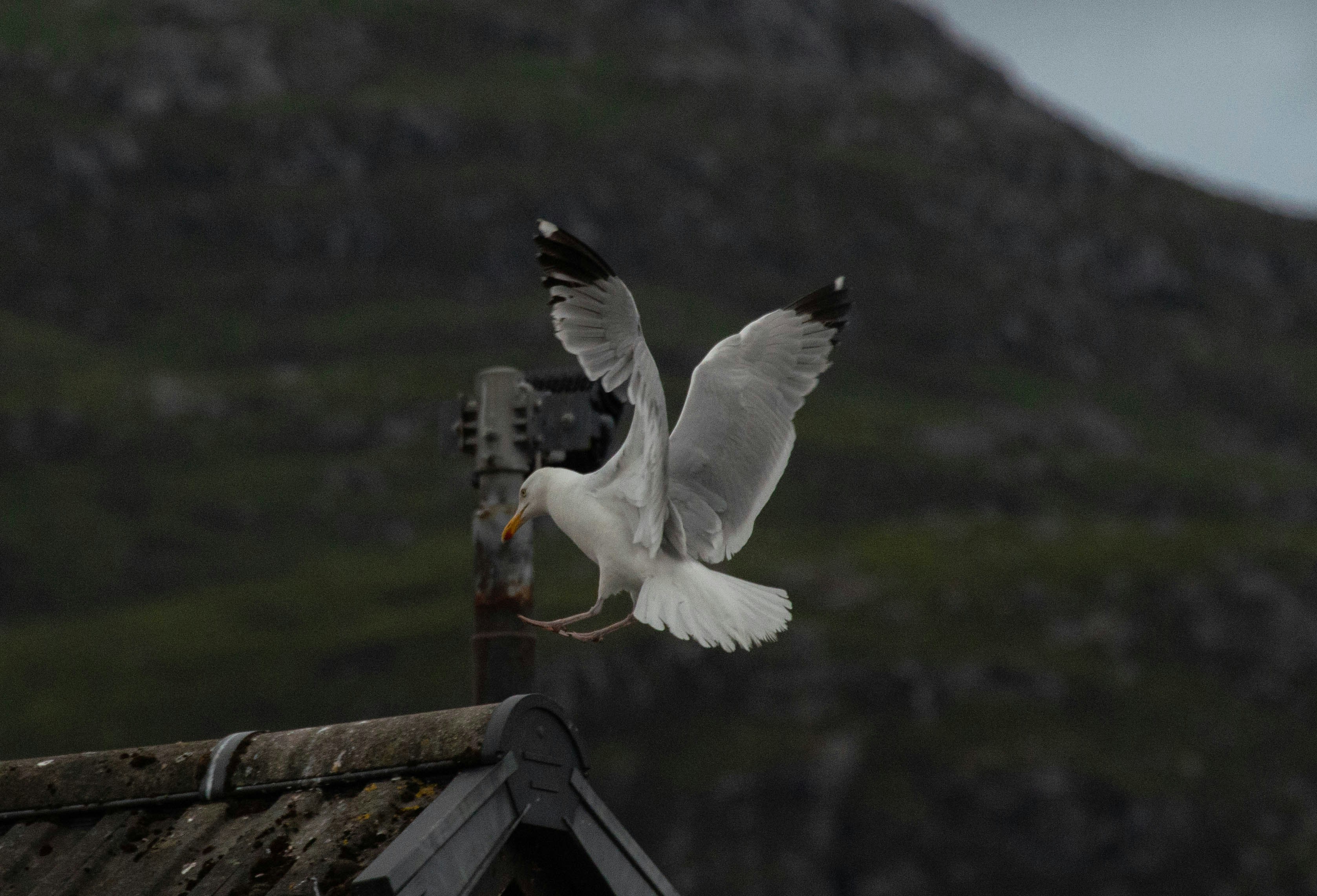 Wingbeat on the Ridge: A Gull's Descent onto a Weathered Roof