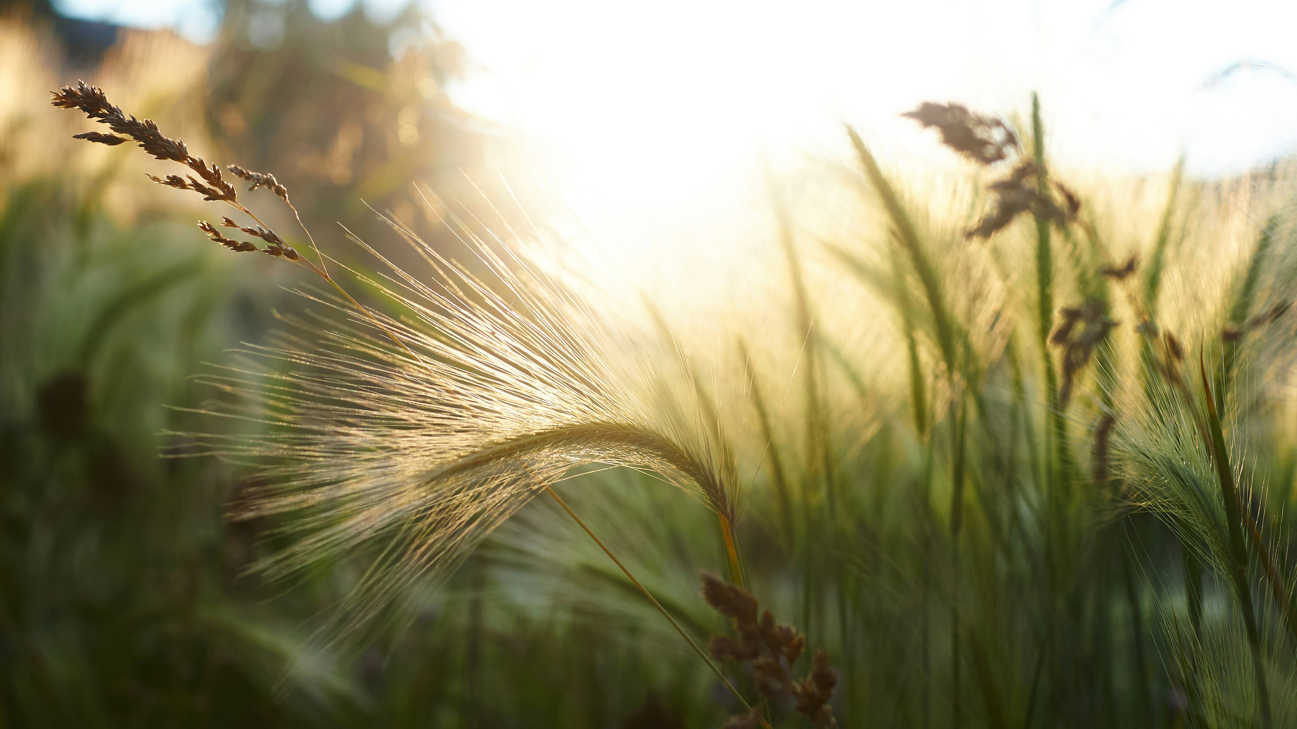 Delicate grass blades illuminated by soft sunlight, creating a serene atmosphere in a field. The natural textures and light interplay evoke a sense of tranquility.