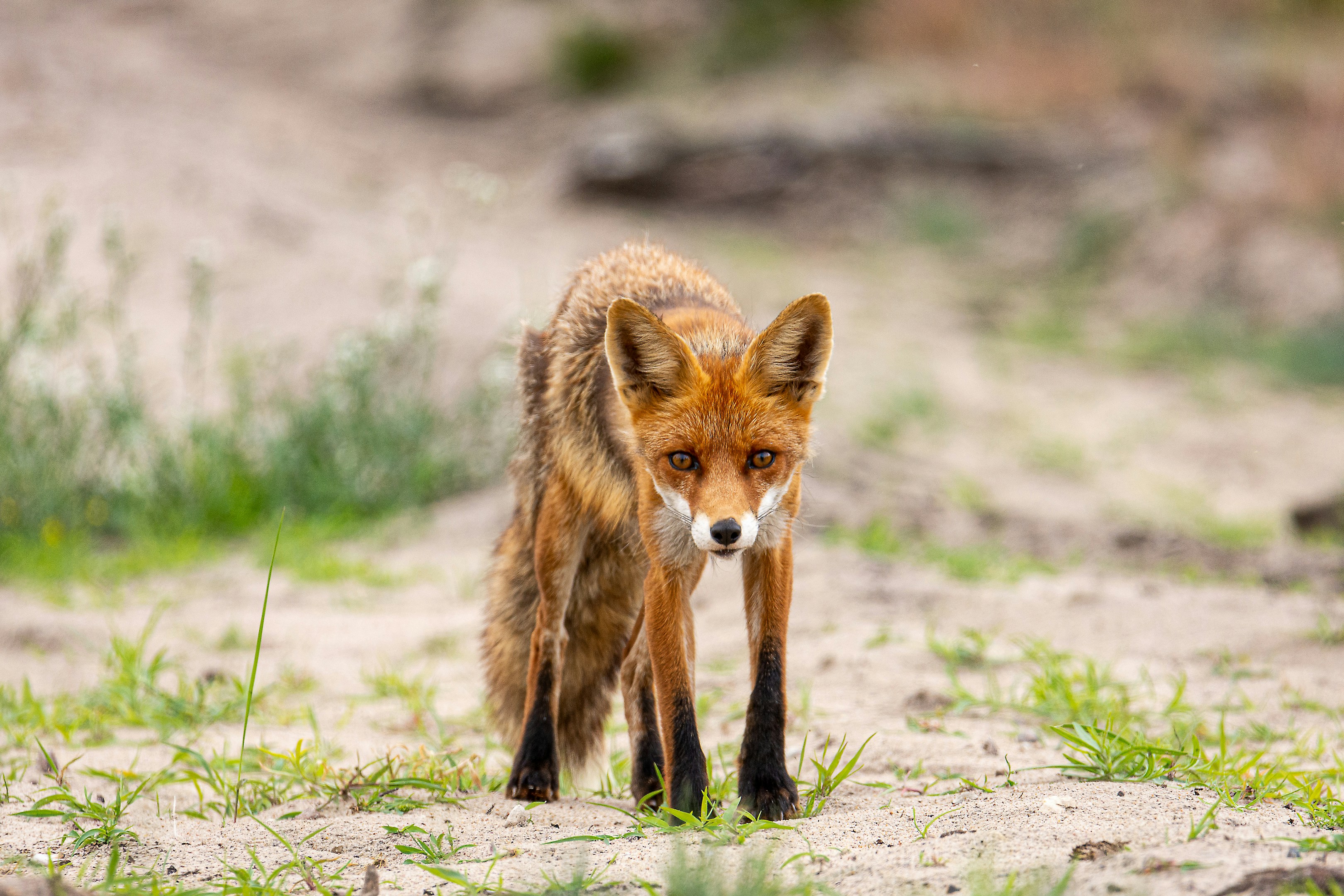 Brown fox on green grass during daytime photo – Free Lithuania Image on ...