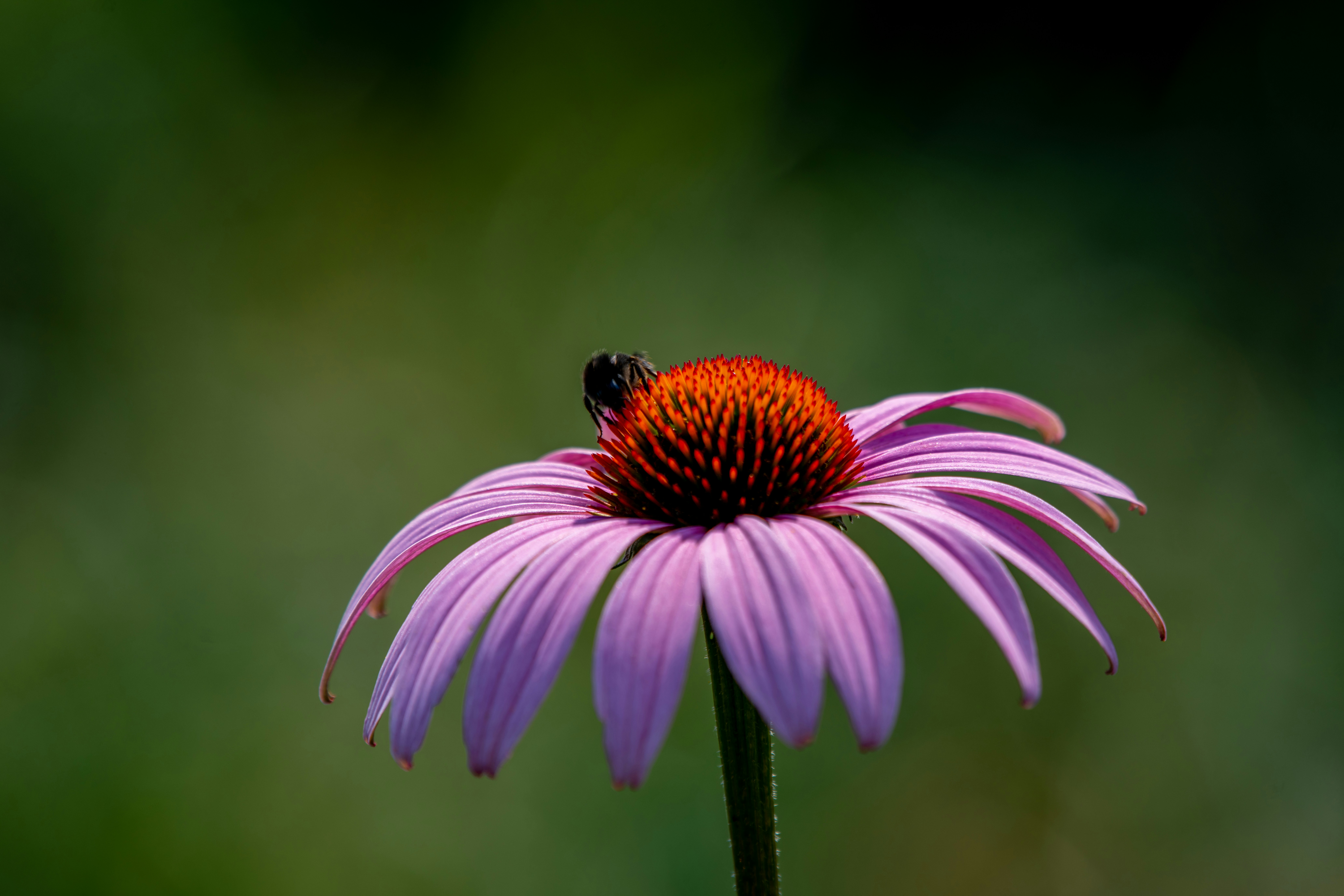 Coneflower Spotlight: A Tiny Visitor on Purple Petals