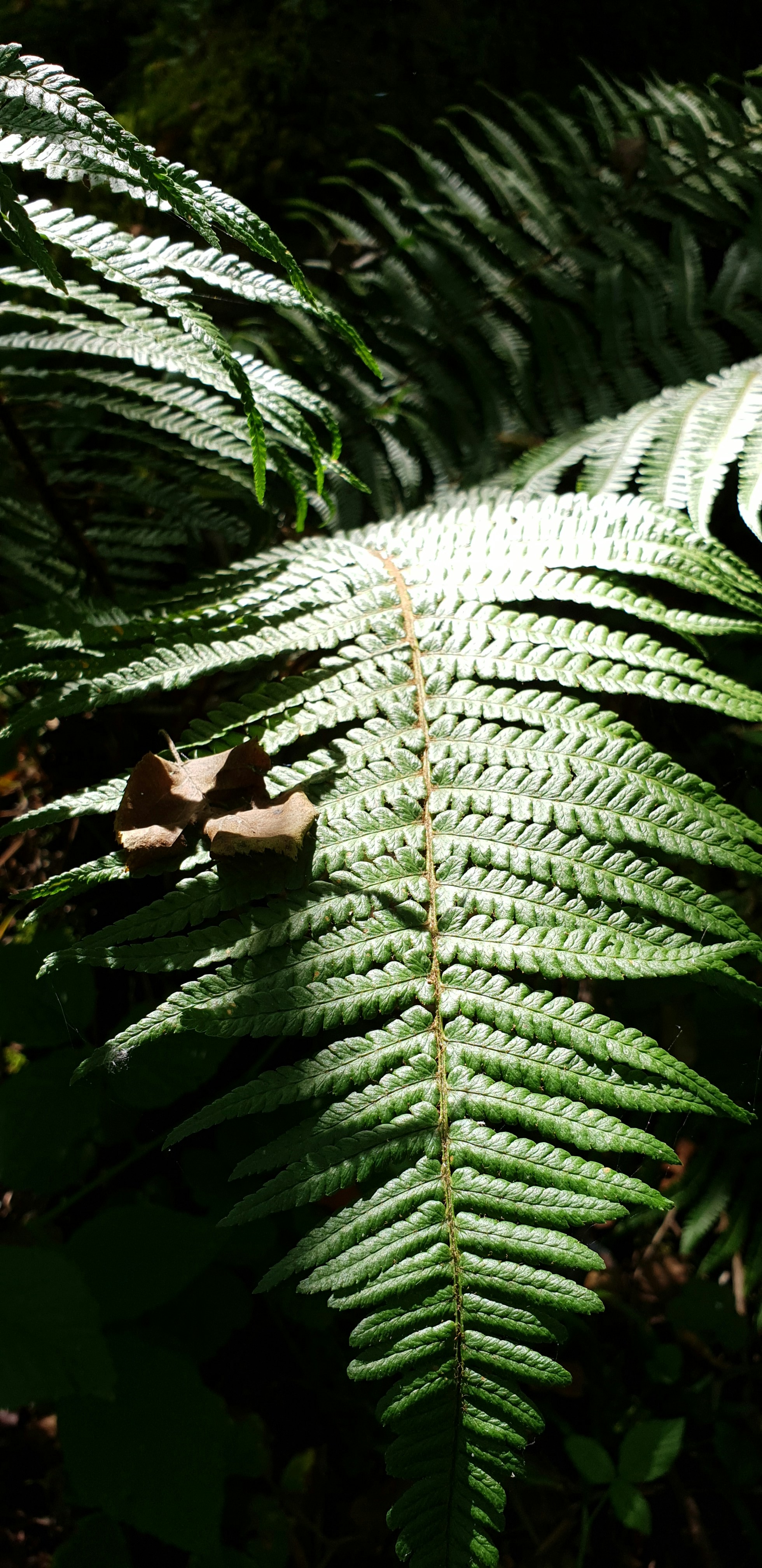 brown dried leaf on green pine tree