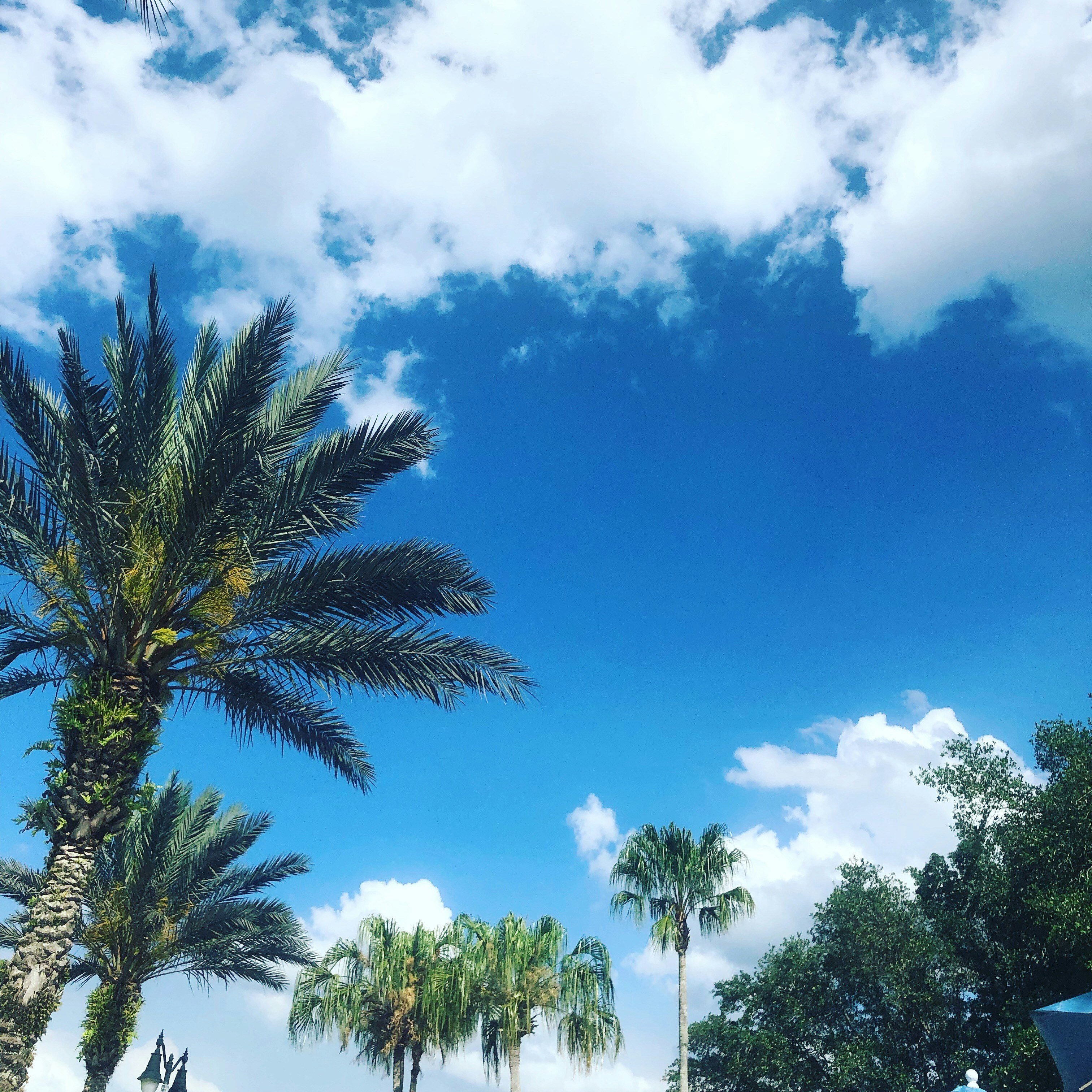 Green palm tree under blue sky and white clouds during daytime photo ...