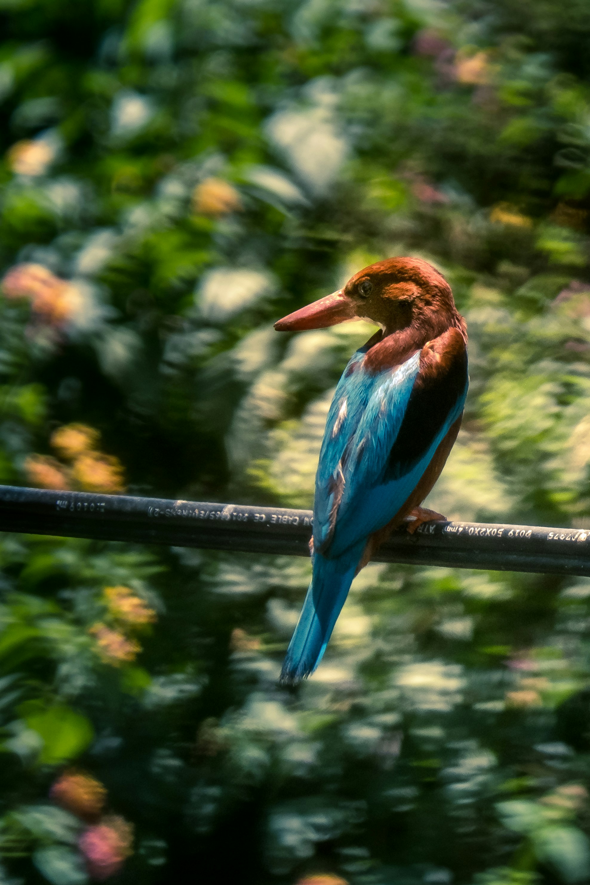 brown and blue bird on brown wooden fence during daytime