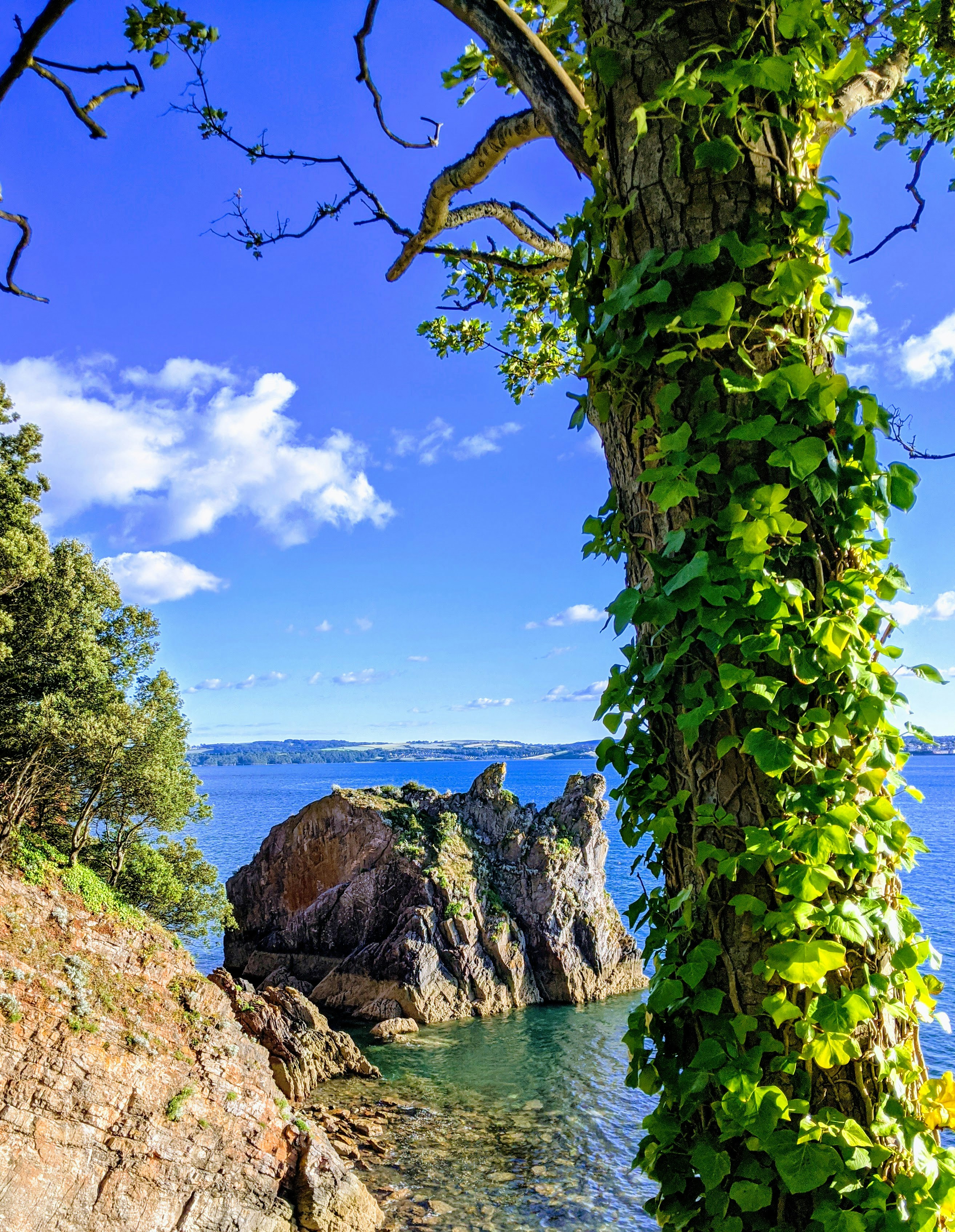 Green tree near body of water during daytime photo – Free Nature Image ...
