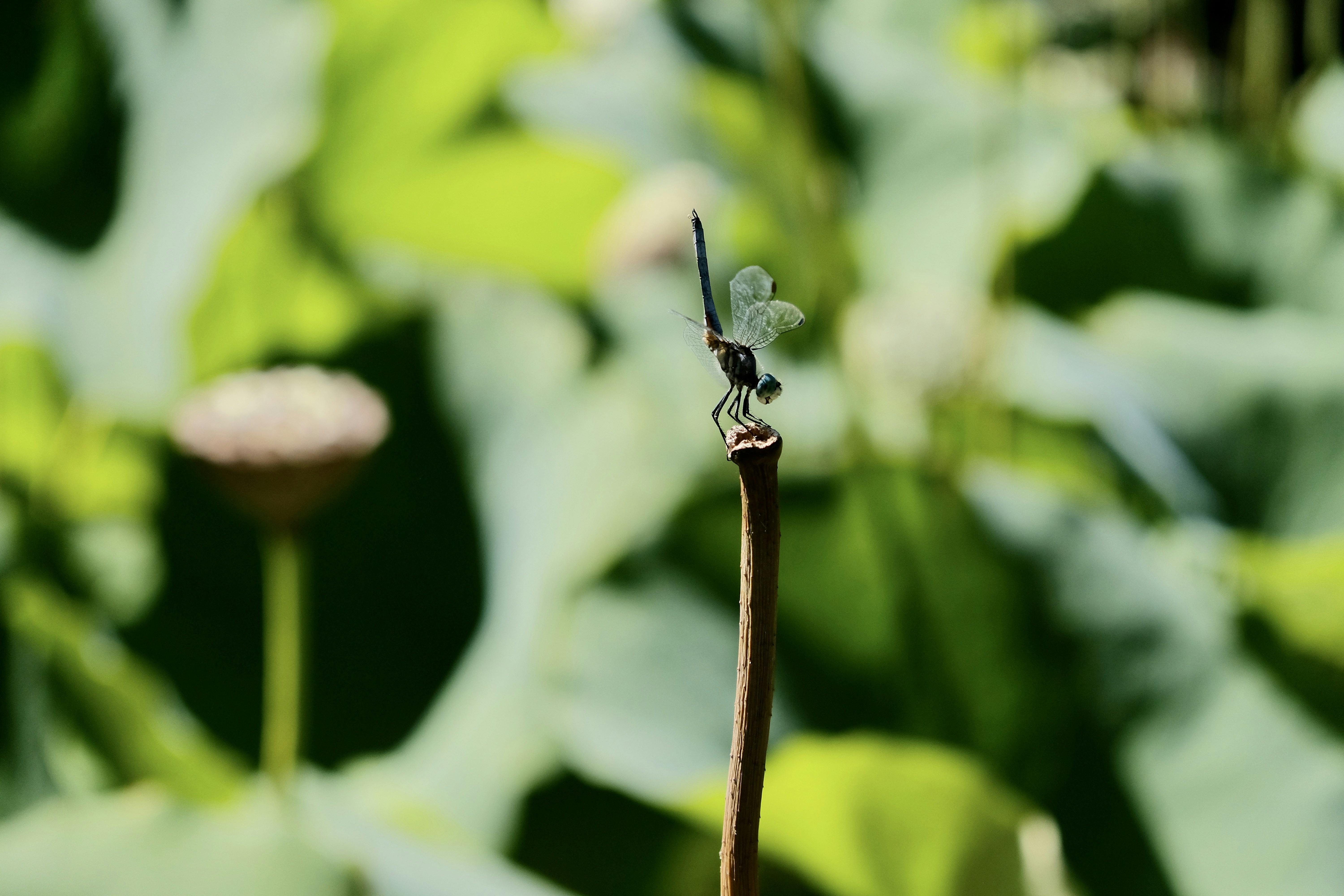 Verdant Stillness: Dragonfly on a Stem Against a Velvet Green Backdrop