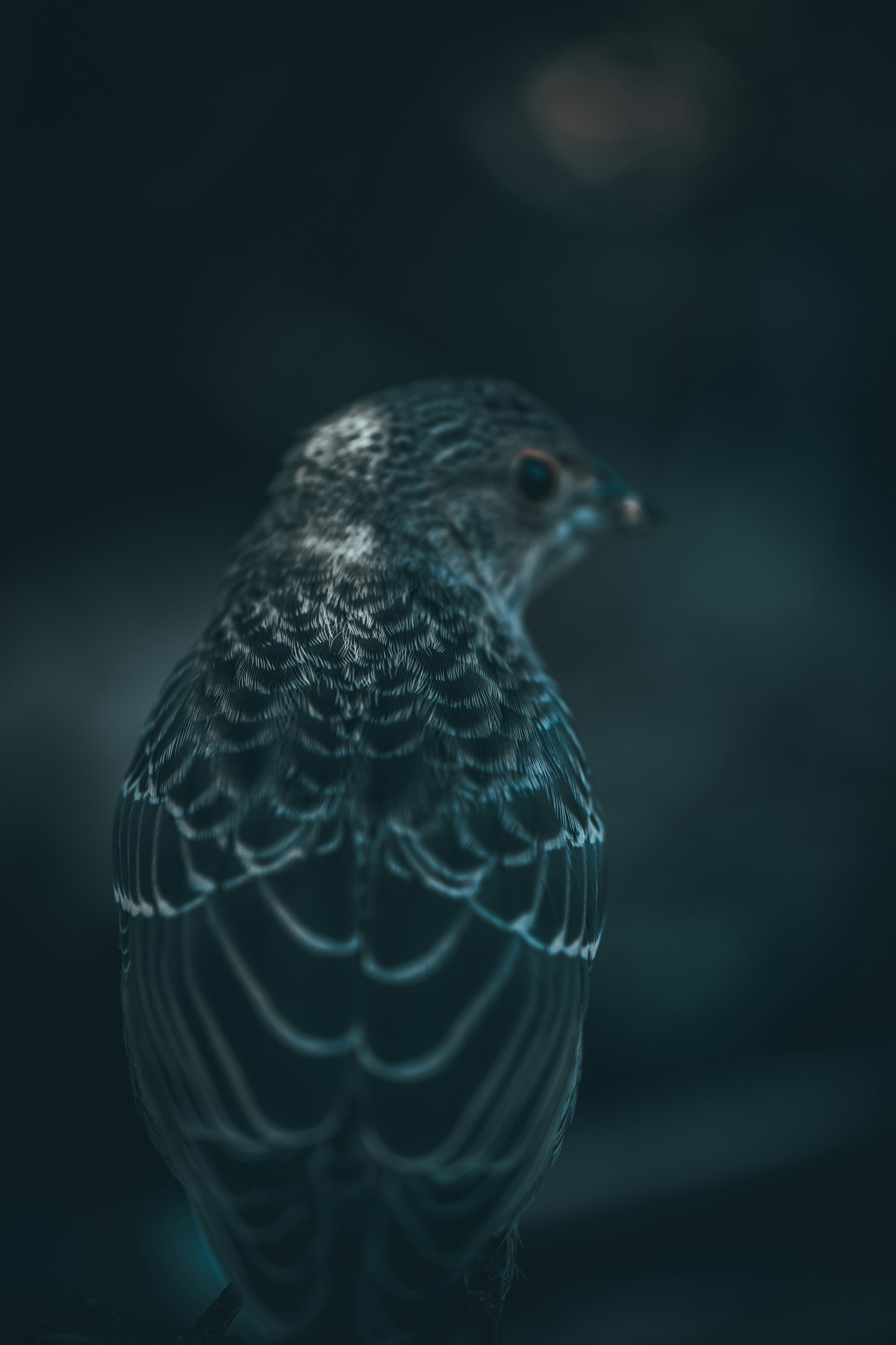 Nocturnal Lace: A Pigeon's Feathered Geometry