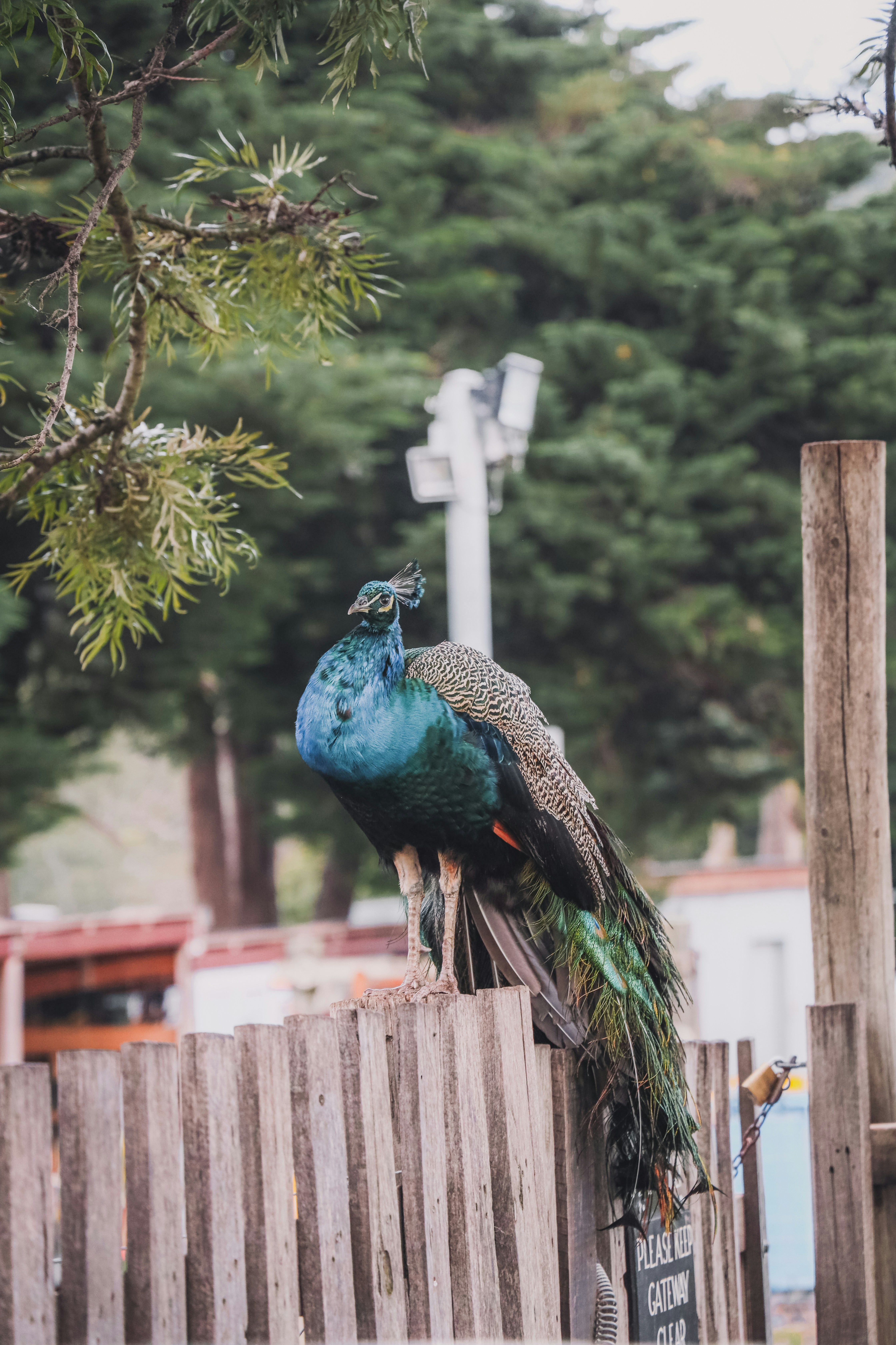 A vibrant peacock perched atop a wooden fence, showcasing its iridescent feathers against a backdrop of lush greenery.