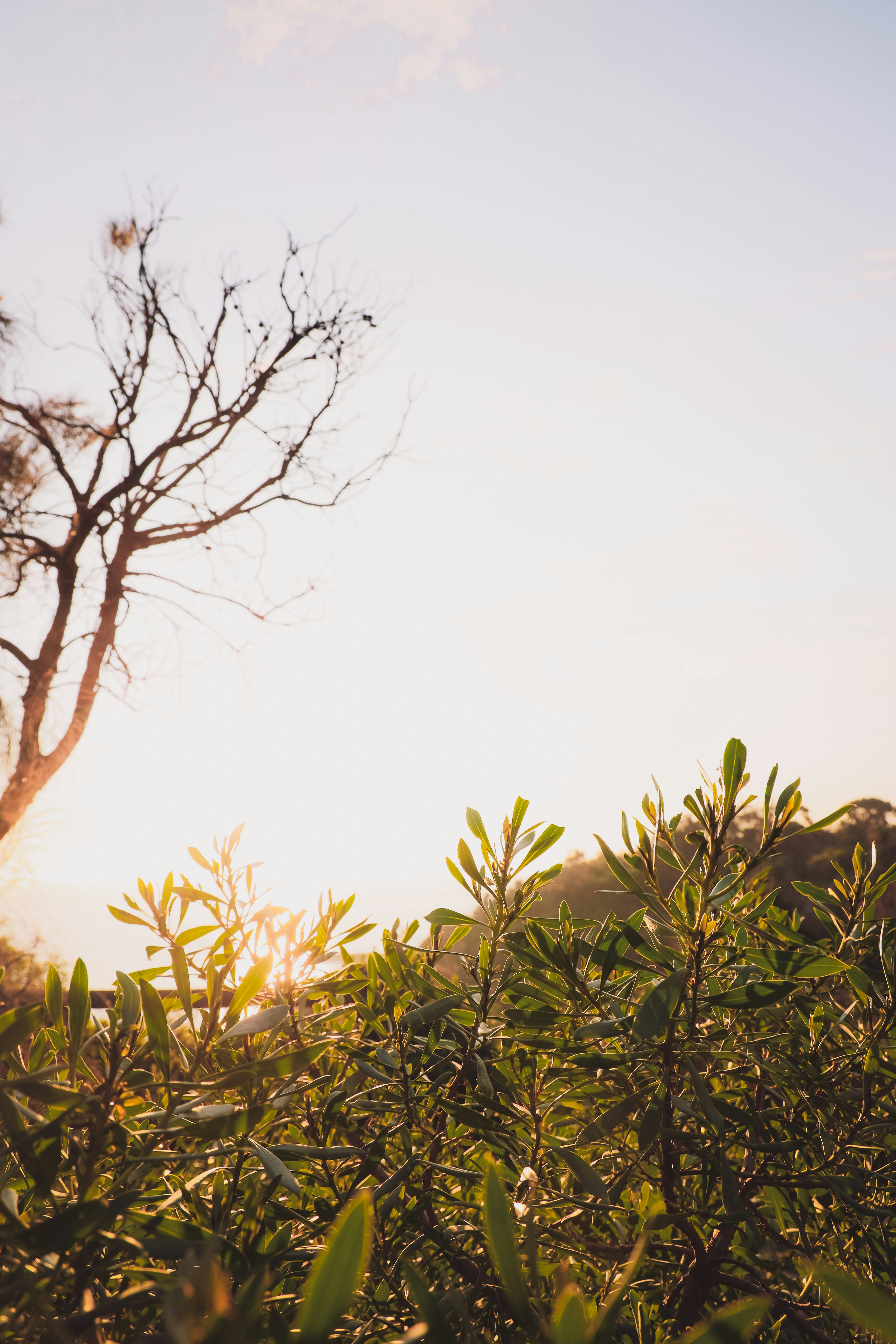 Green leaf tree during daytime photo – Free Abstract Image on Unsplash