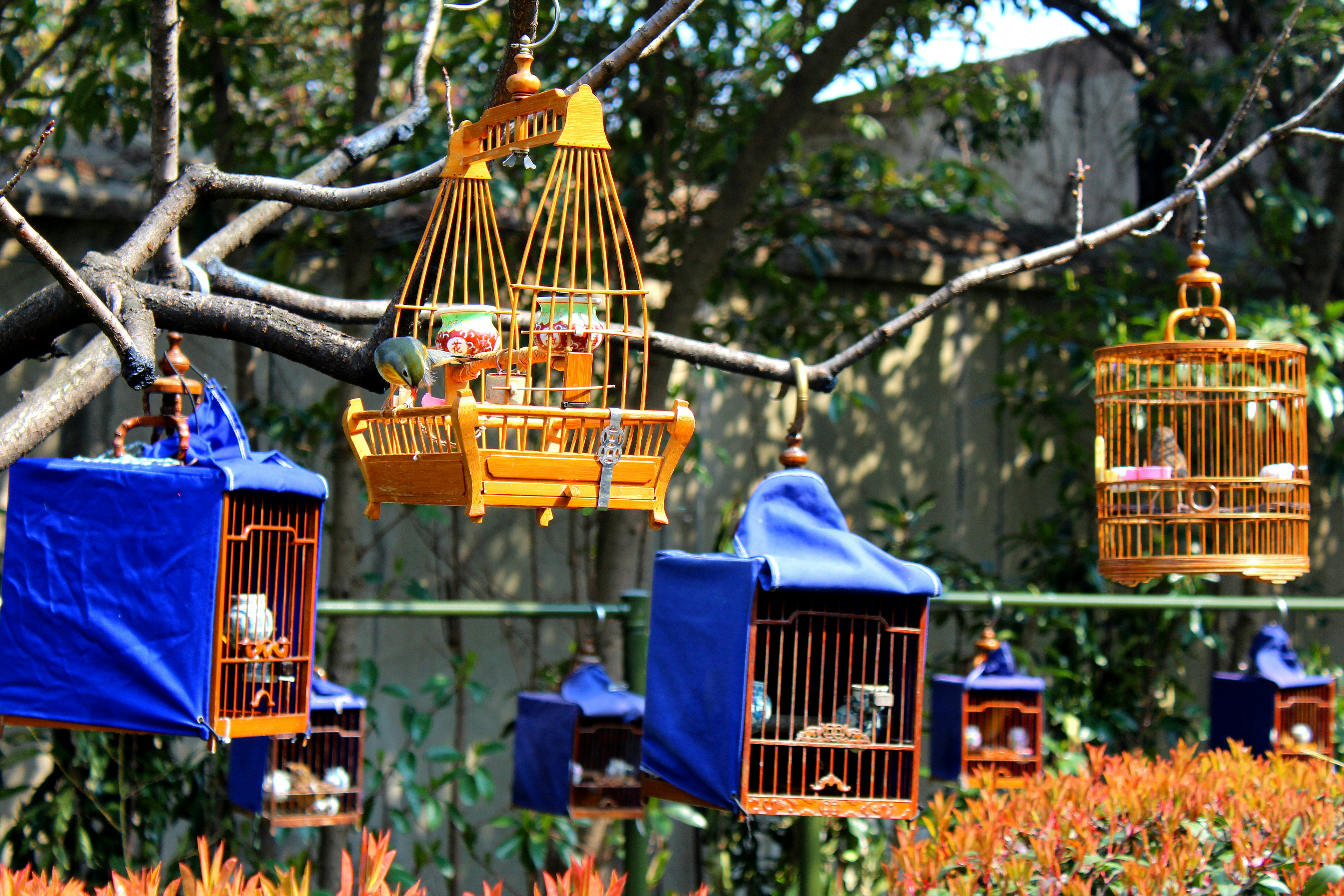 Colorful birdcages hanging from tree branches, with vibrant blue covers and lush greenery.