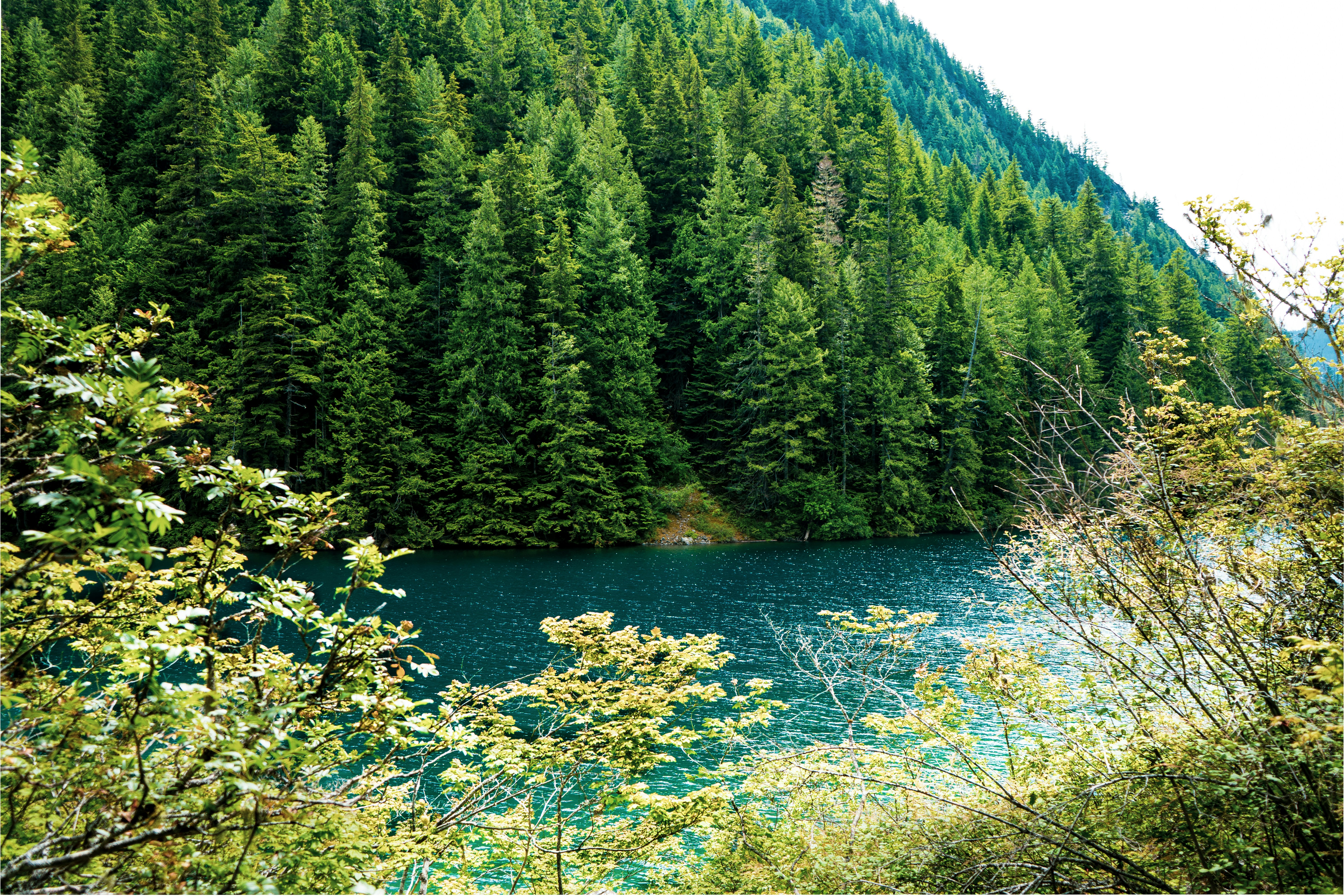 Green pine trees near river during daytime photo – Free Fraser valley e ...
