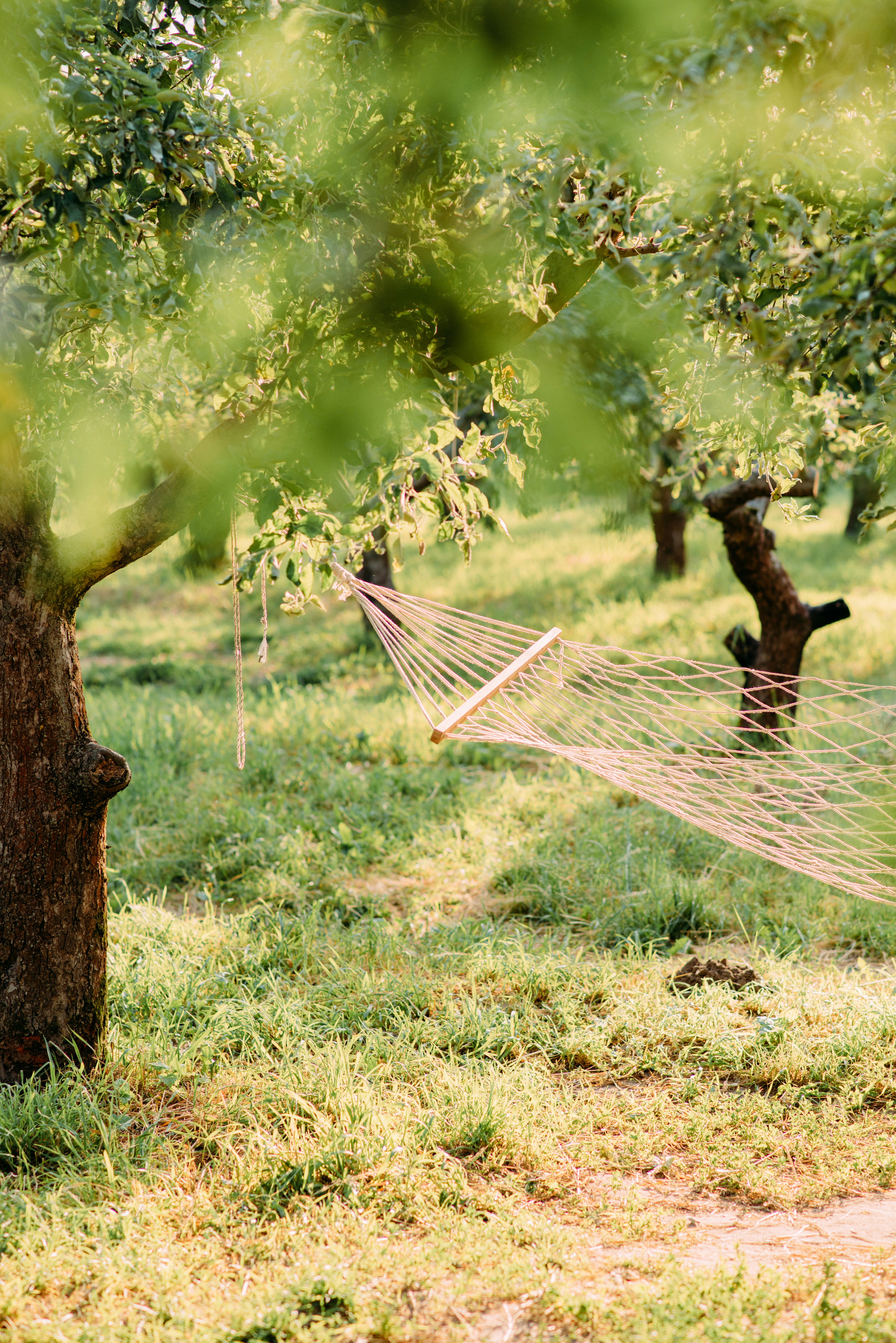 Hammock gently swaying between apple trees in a lush green orchard on a sunny day.