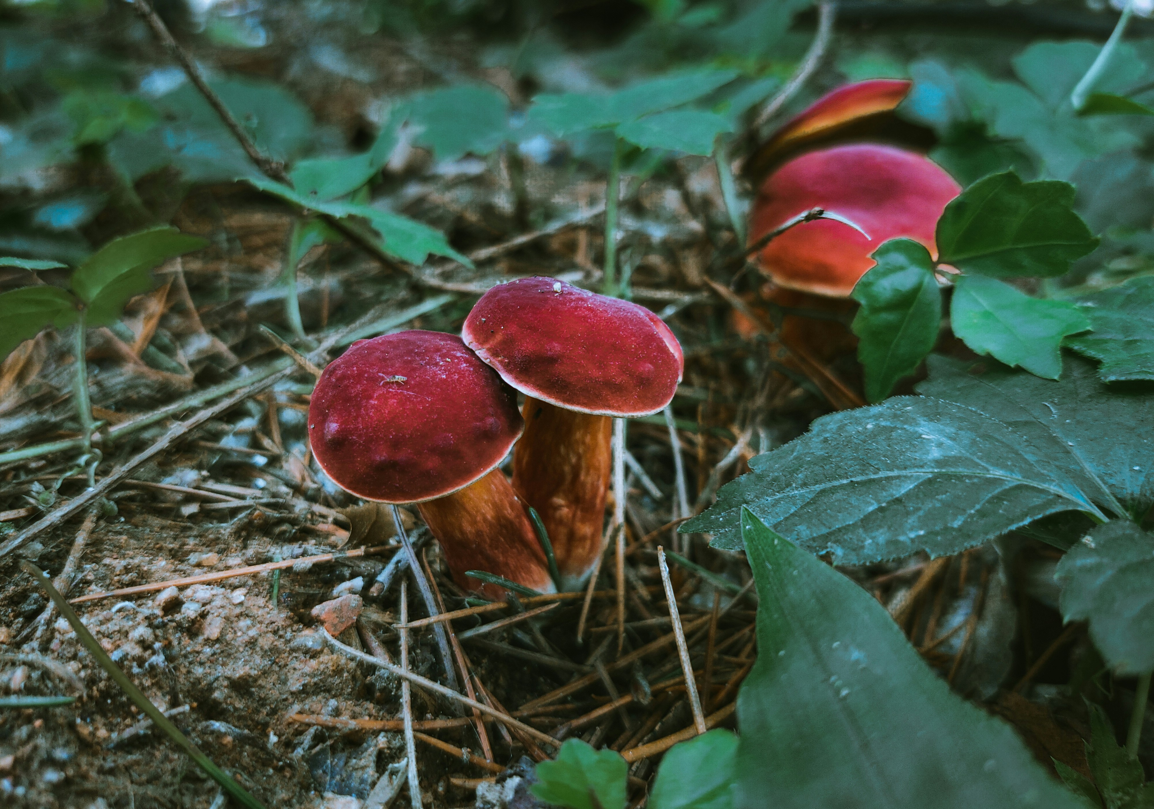 Vibrant red mushrooms nestled among forest undergrowth and fallen leaves.
