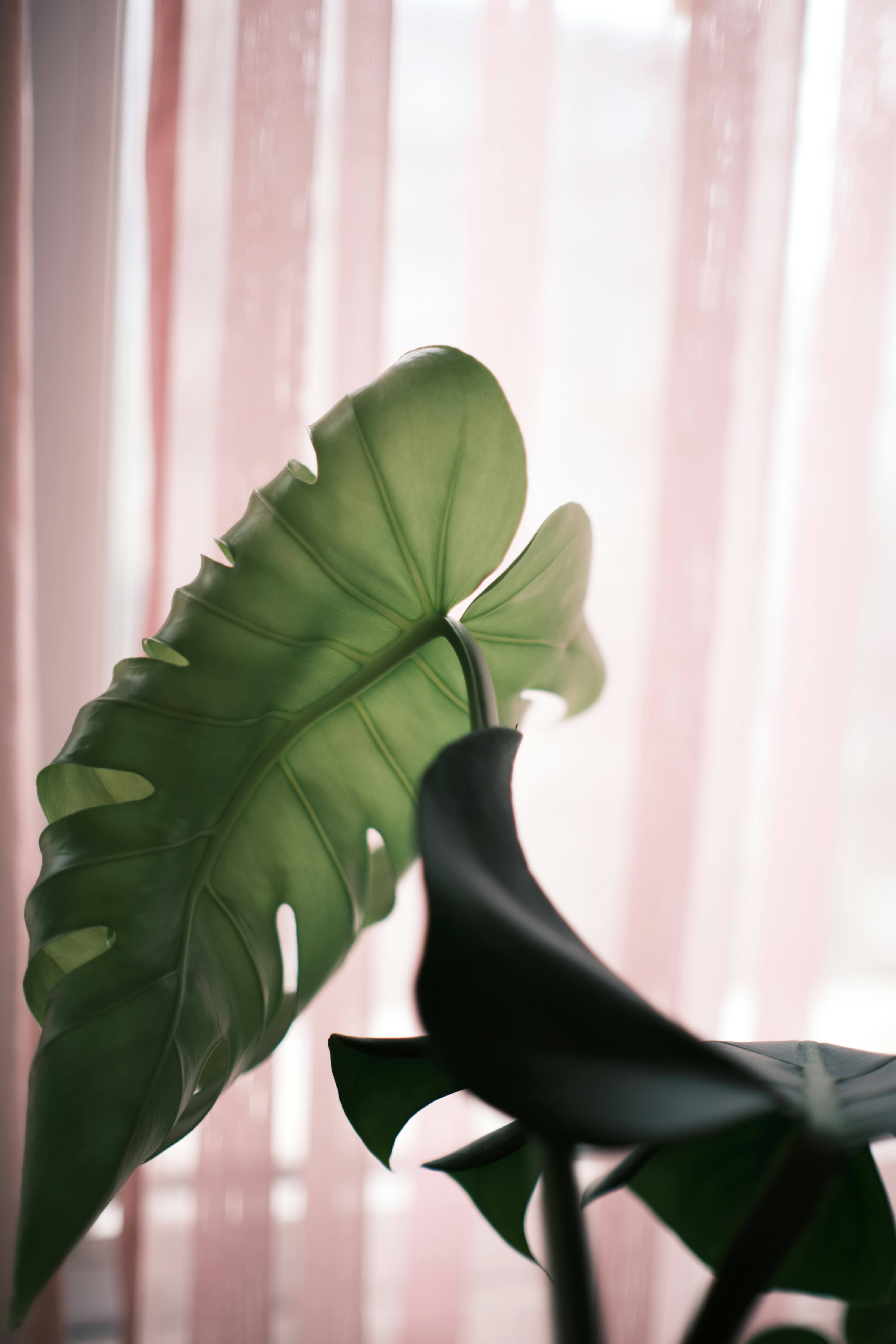 Plants in front of the curtain, sunlight shining through the window