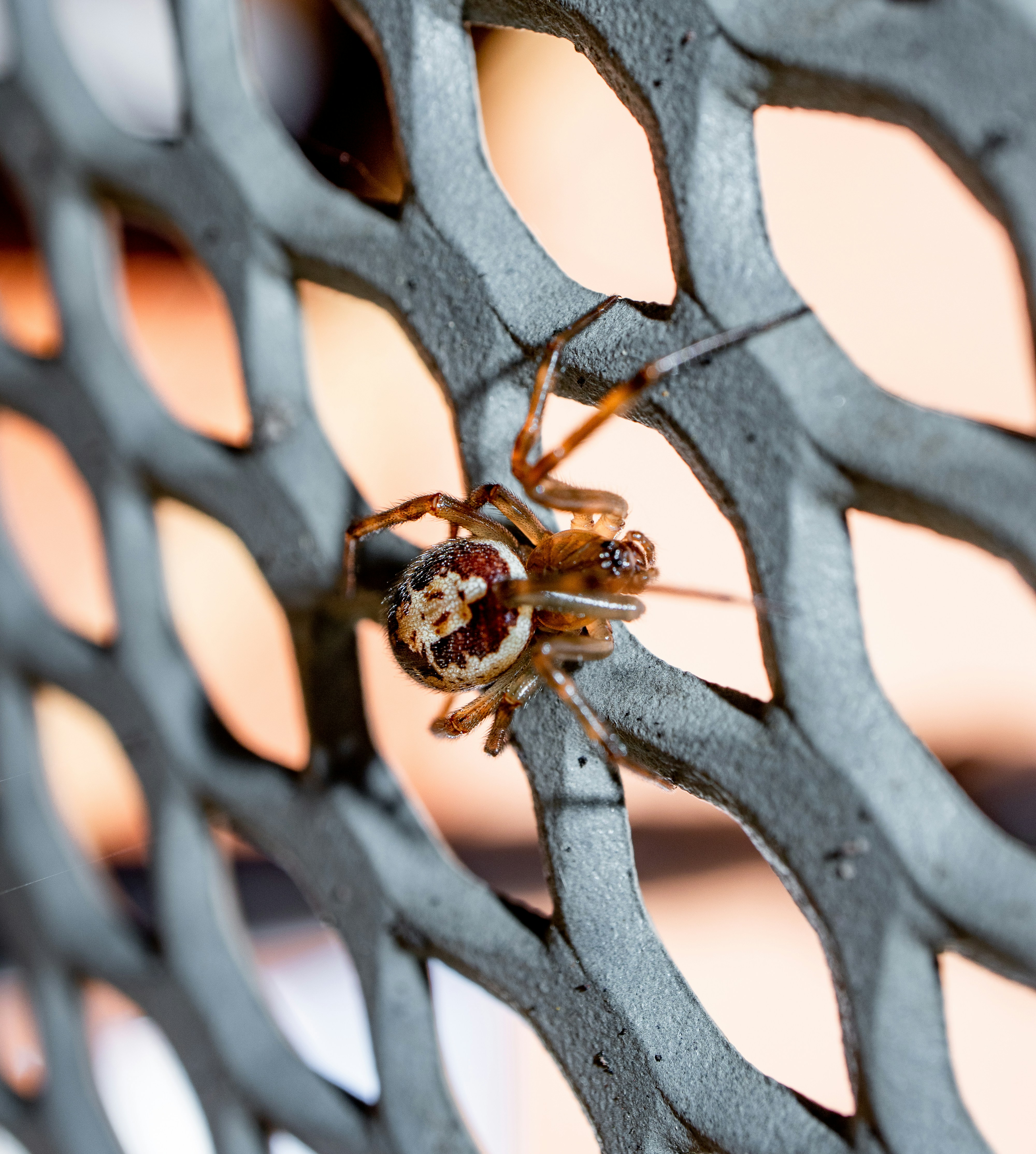 Tiny Architect on a Metal Lattice: A Detailed Spider Clings to Weathered Grating