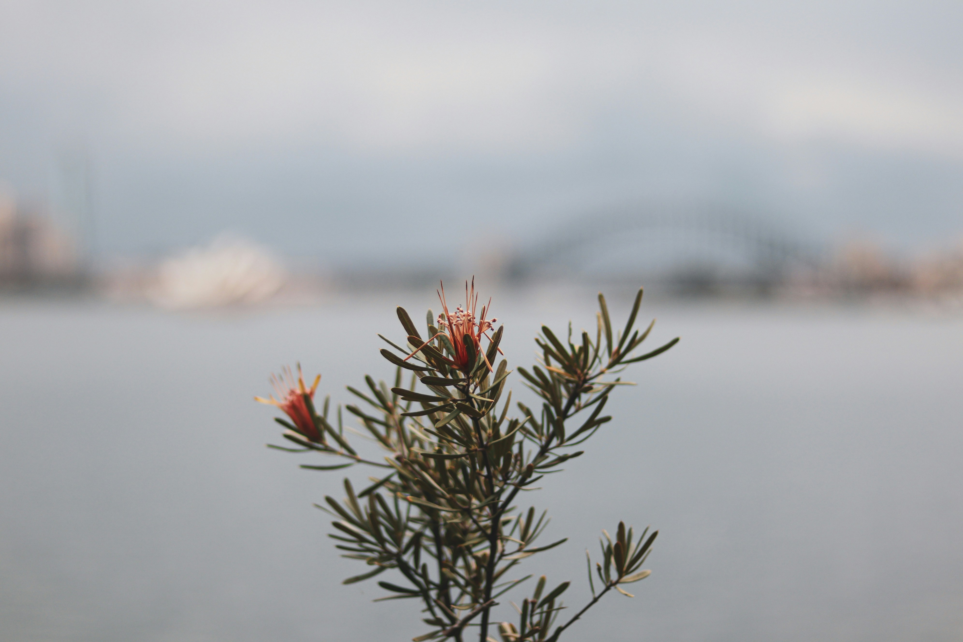 Red-tipped Sprig in Focus: A Quiet Foreground Against a Distant Harbor