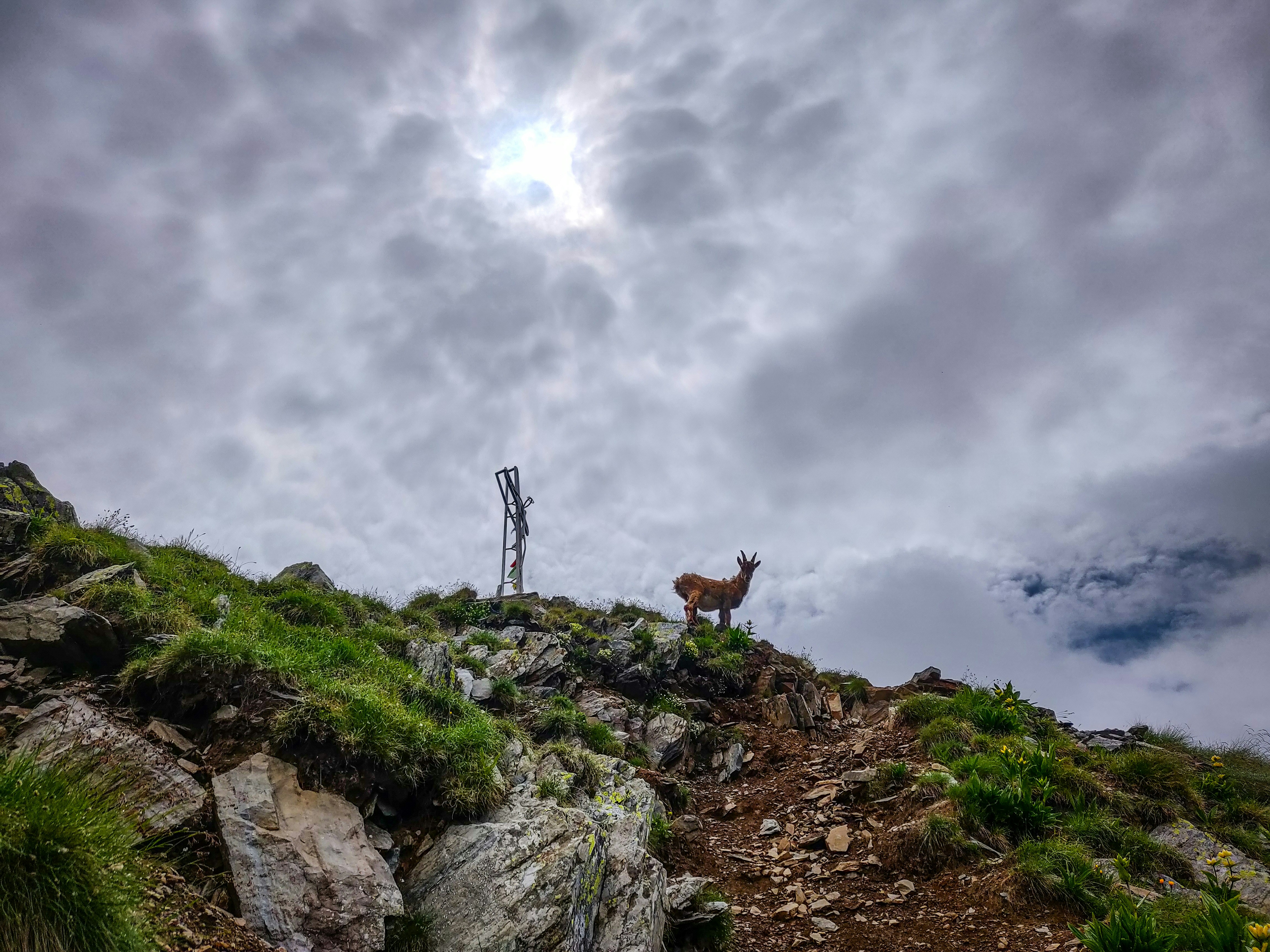 Photograph of a lone deer standing on a rocky ridge beneath a cloudy sky. Sparse vegetation and a distant metal structure frame the scene.
