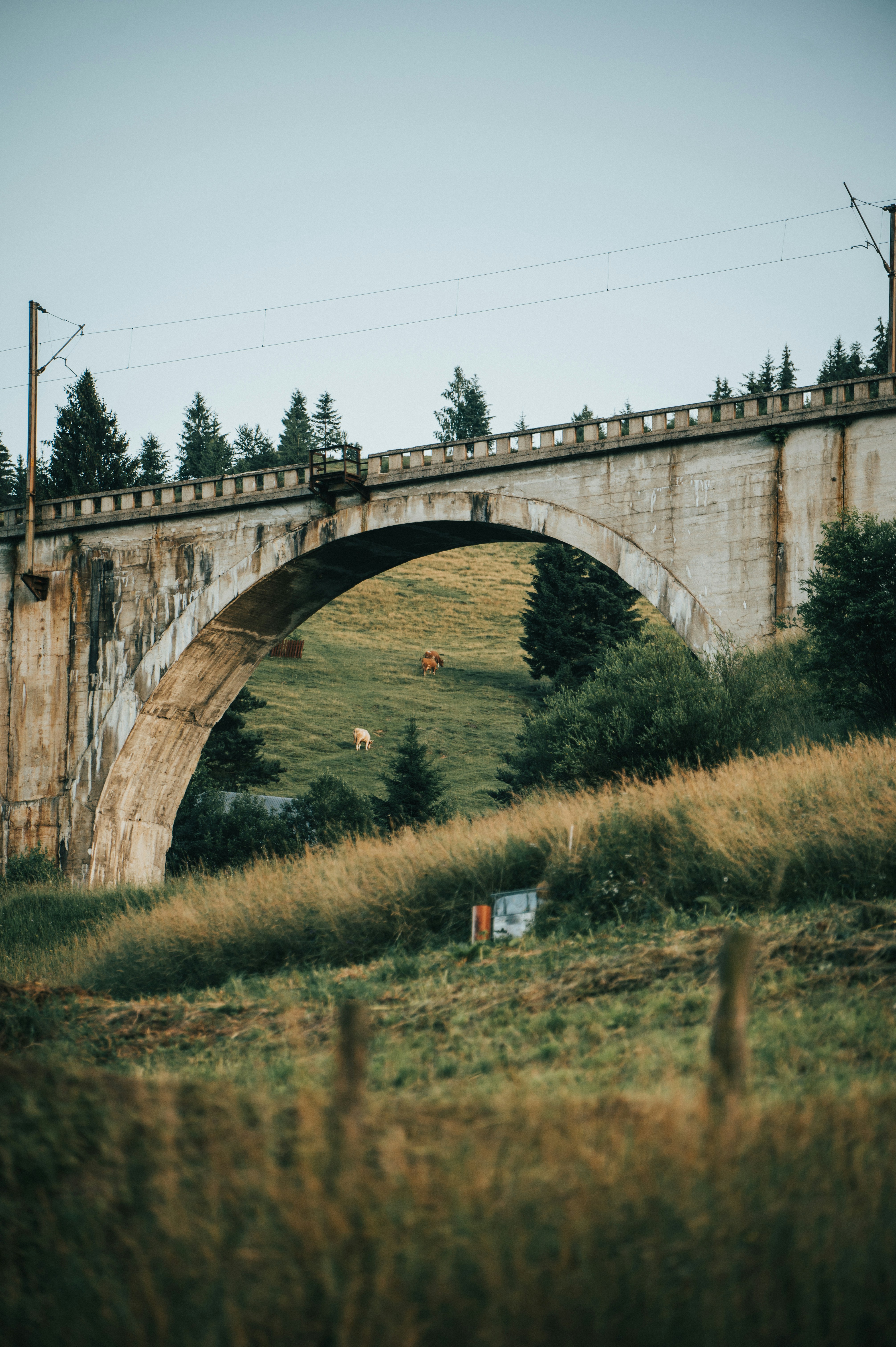 Green grass field under gray concrete bridge during daytime photo ...