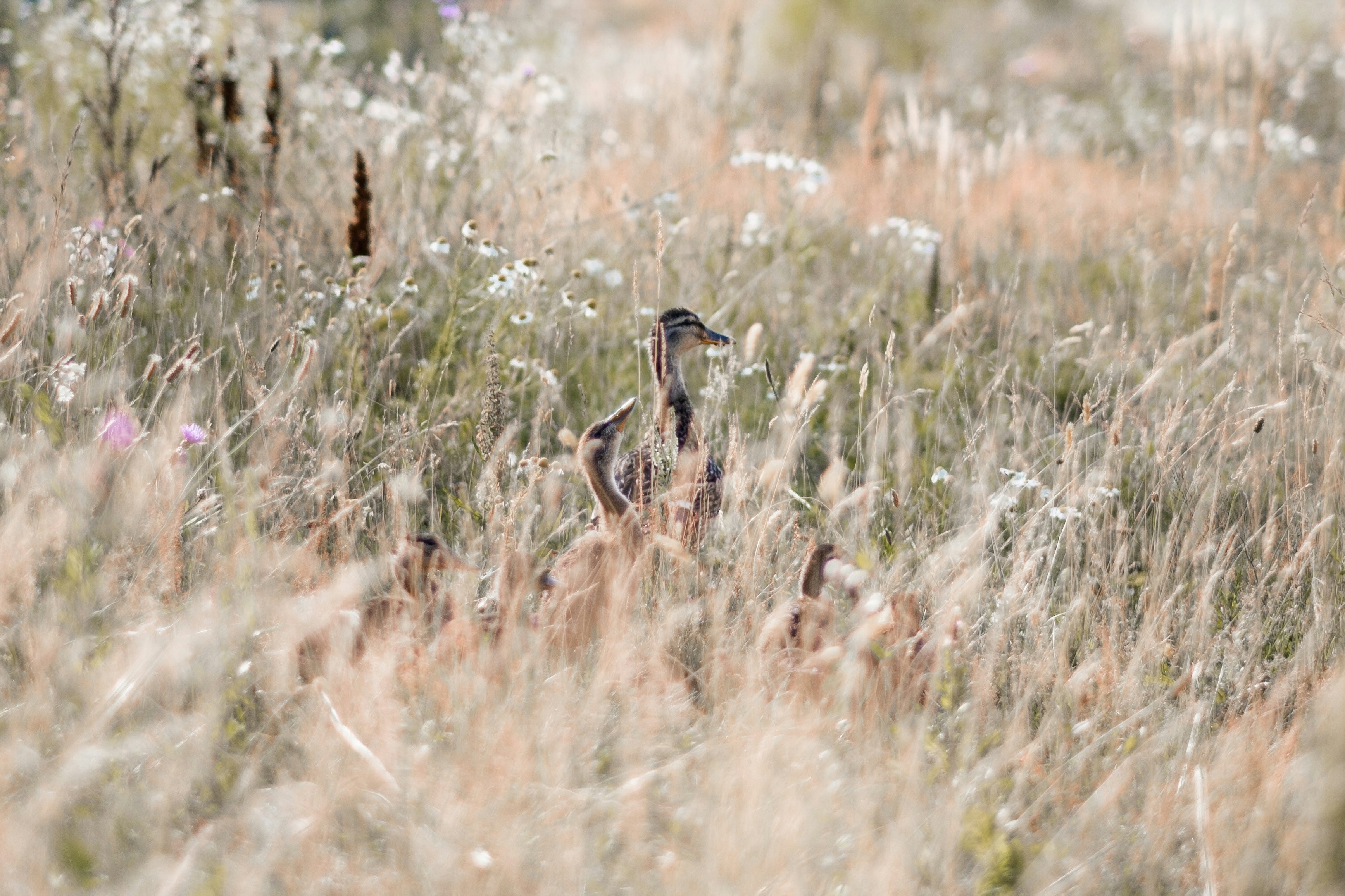 Meadow Sentinel: A Heron Quietly Emerges Through Sunlit Grasses