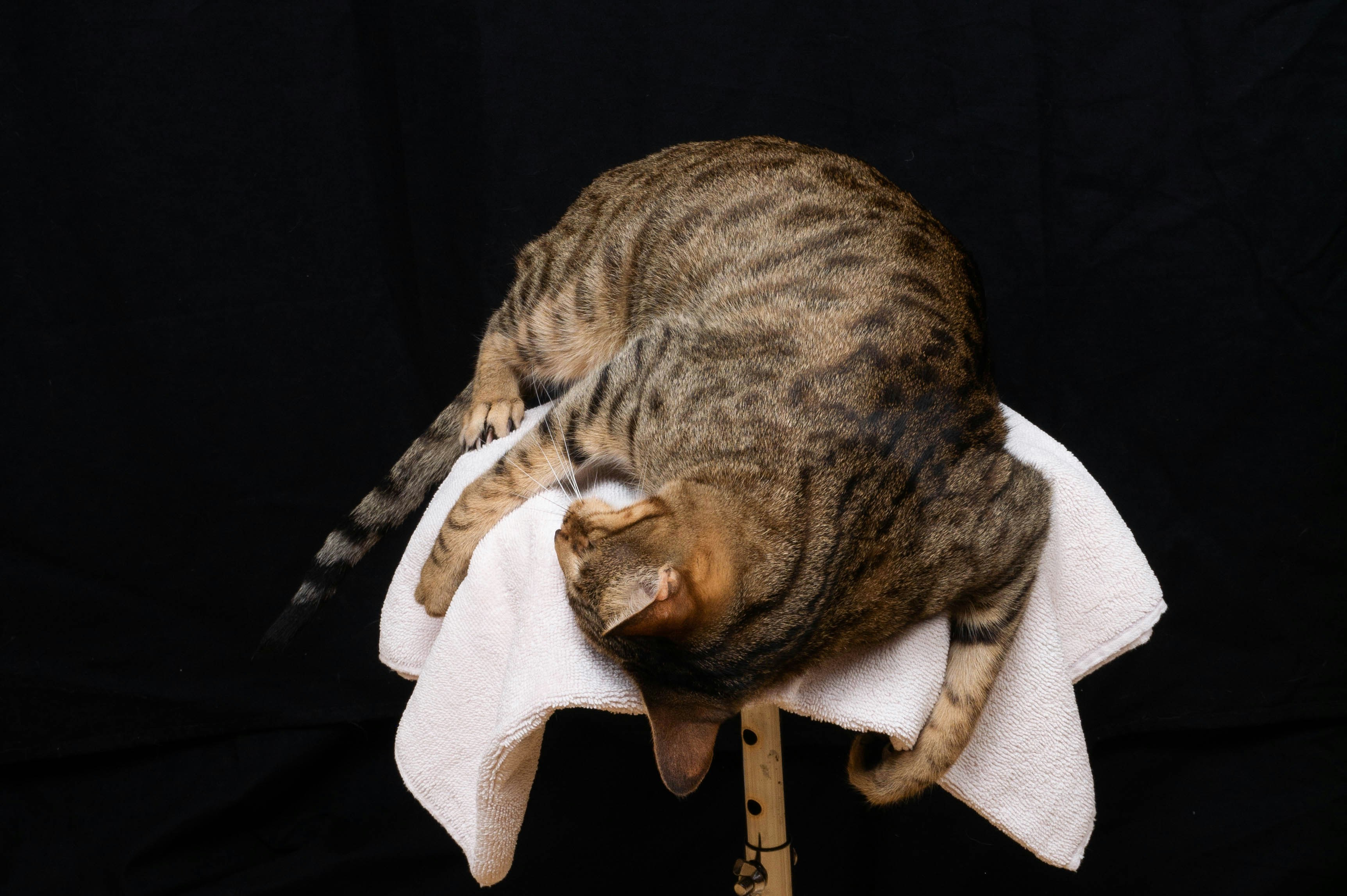Tabby Reverie on a Towel Perch in a Velvet Black Studio
