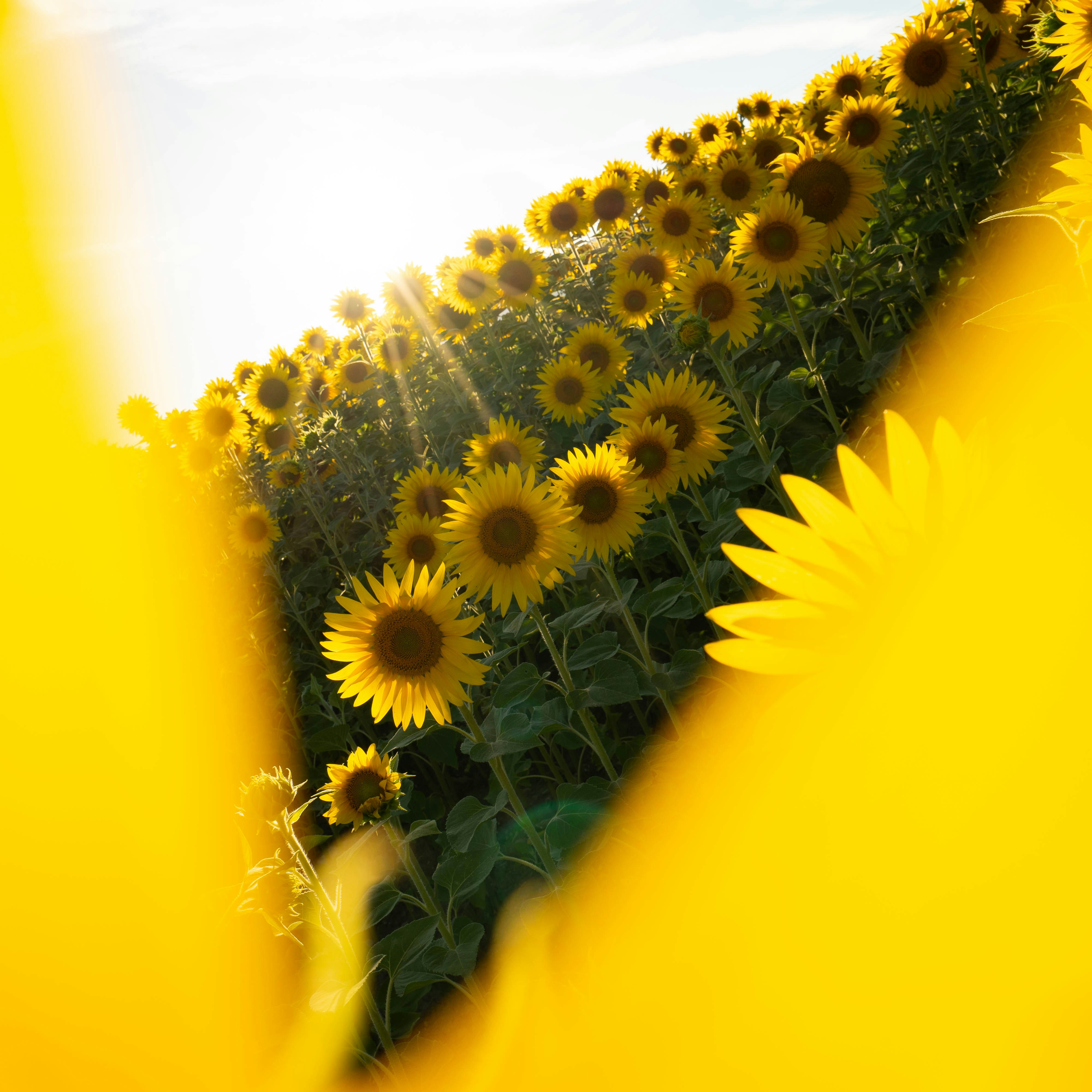 Sunflower Corridor: A Golden Curtain Framing a Luminous Field